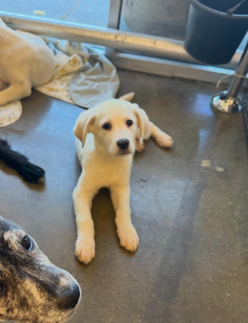 Dog for adoption - Jimmy Dean, a Golden Retriever & Labrador Retriever ...