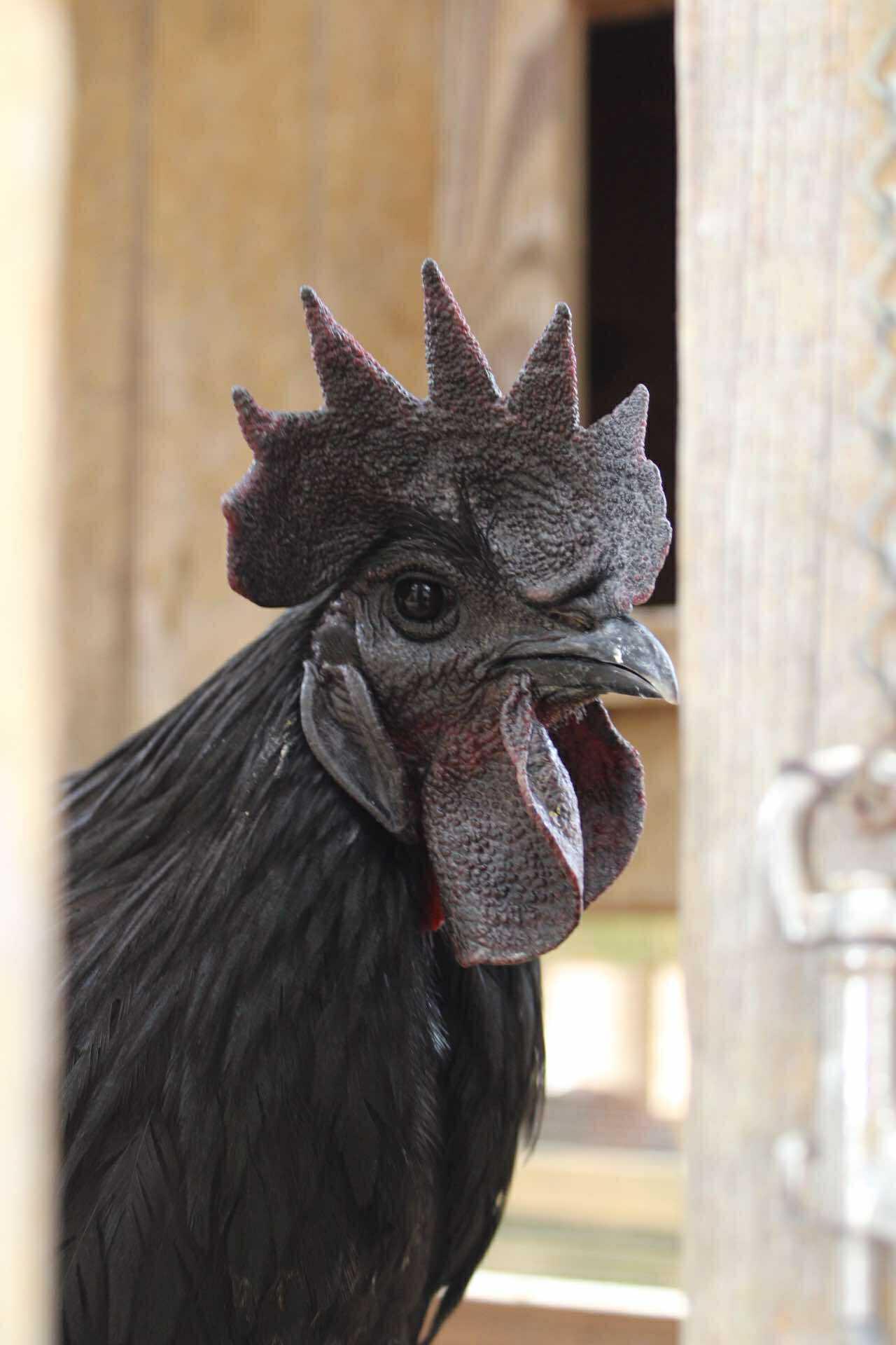 Chicken for adoption - Burrito, a Chicken in Indian Trail, NC | Petfinder