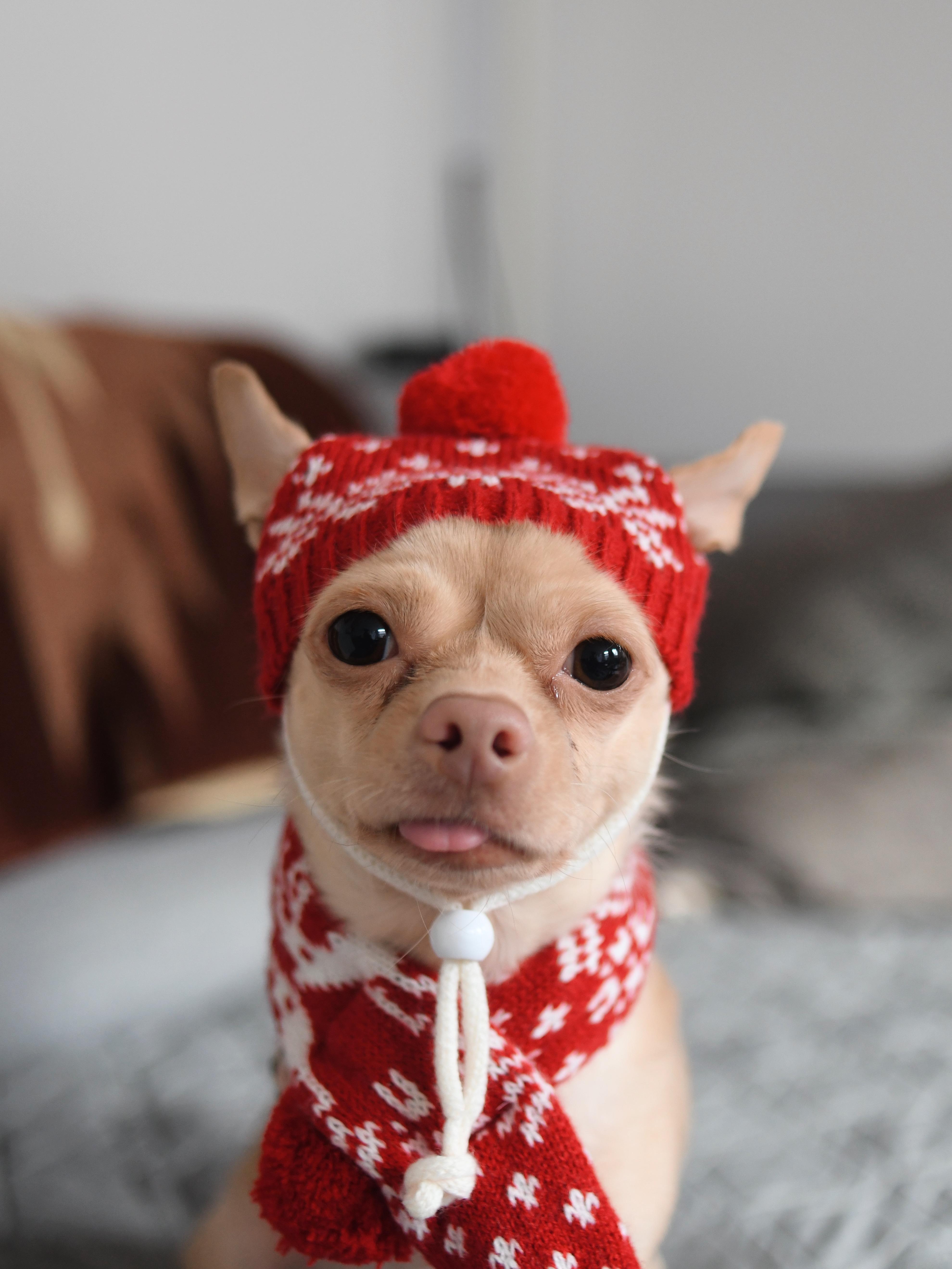Minnow - Adoptable Pet | Petfinder | Petfinder