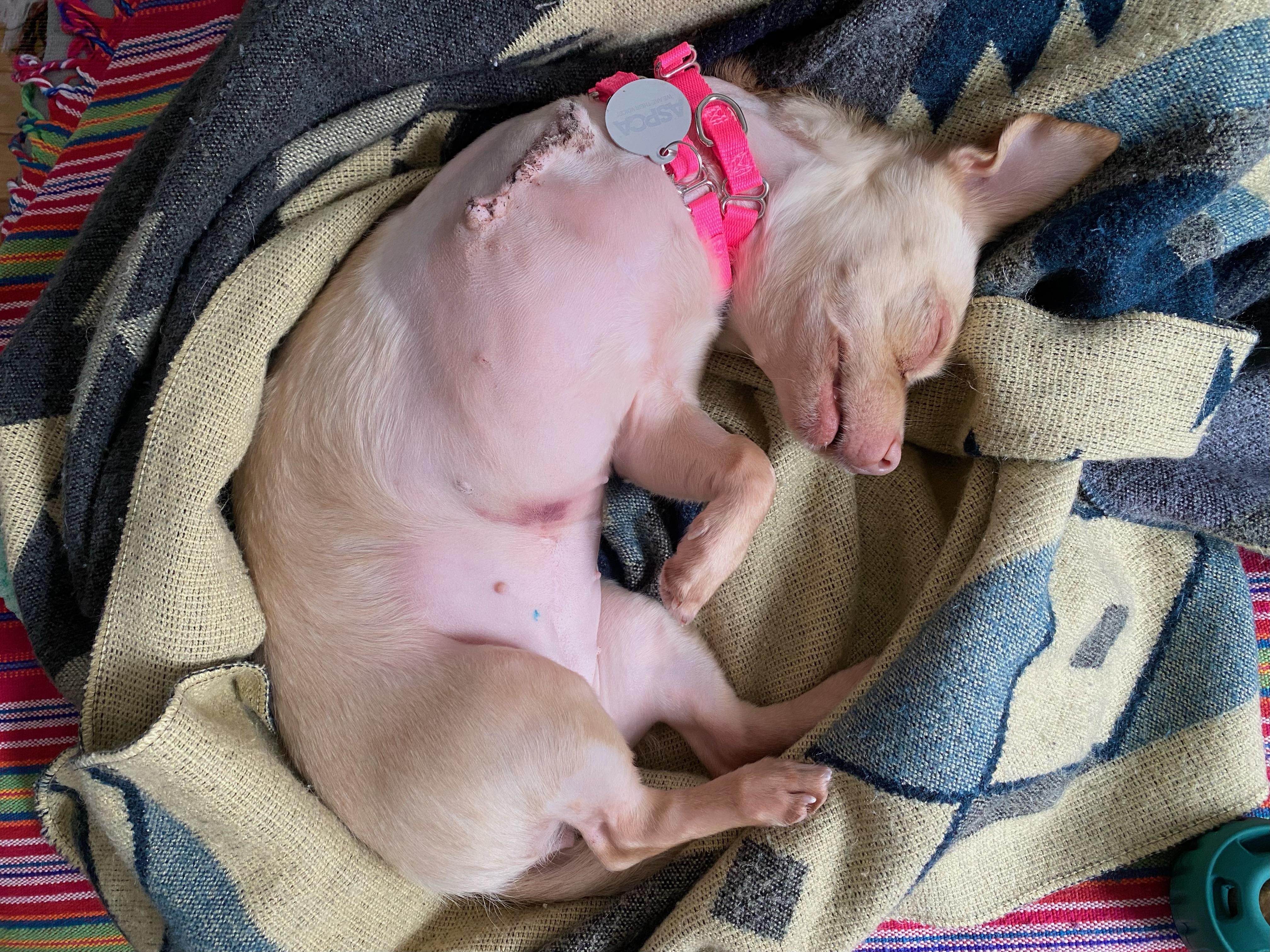 Minnow - Adoptable Pet | Petfinder | Petfinder