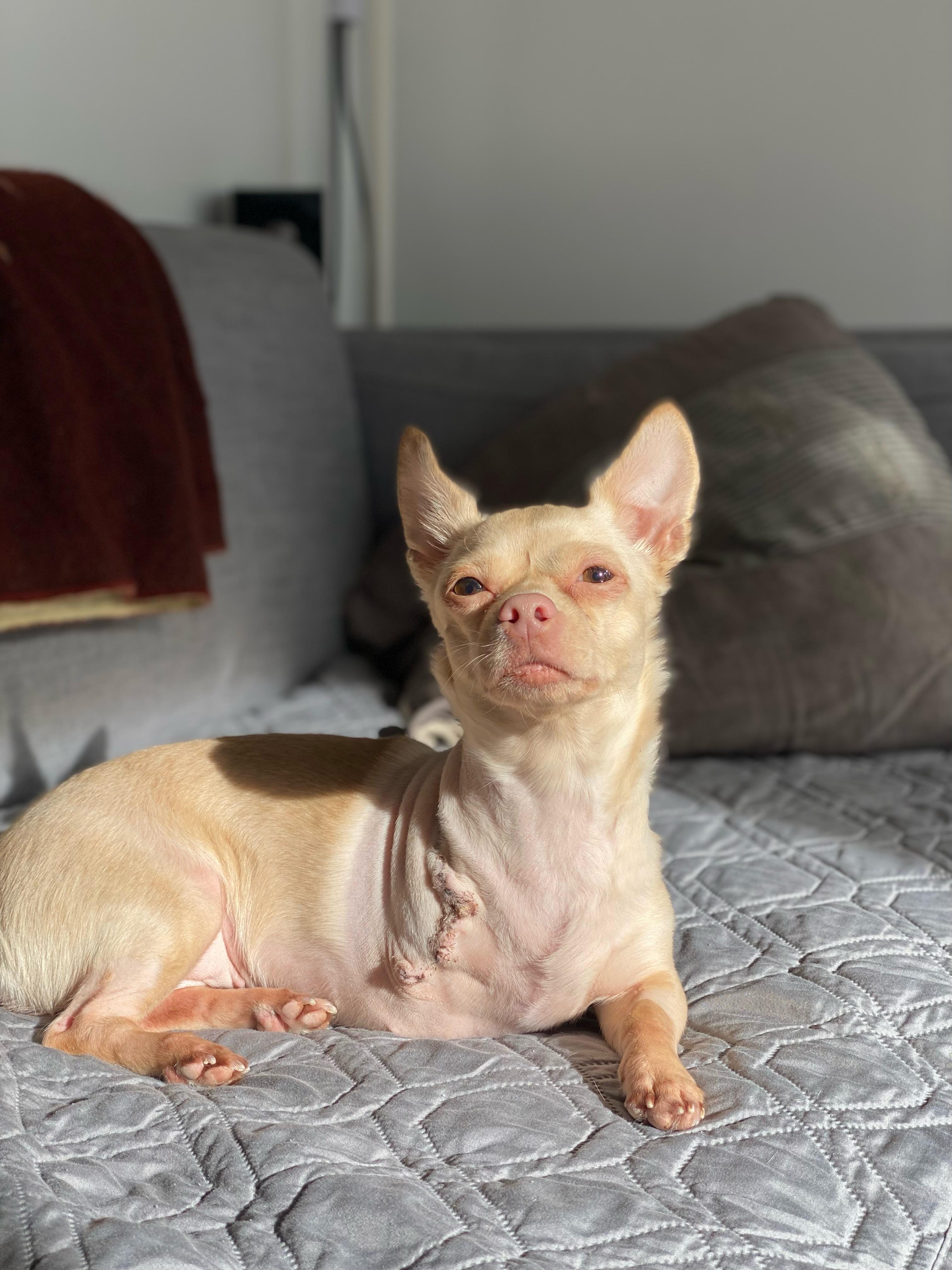 Minnow - Adoptable Pet | Petfinder | Petfinder