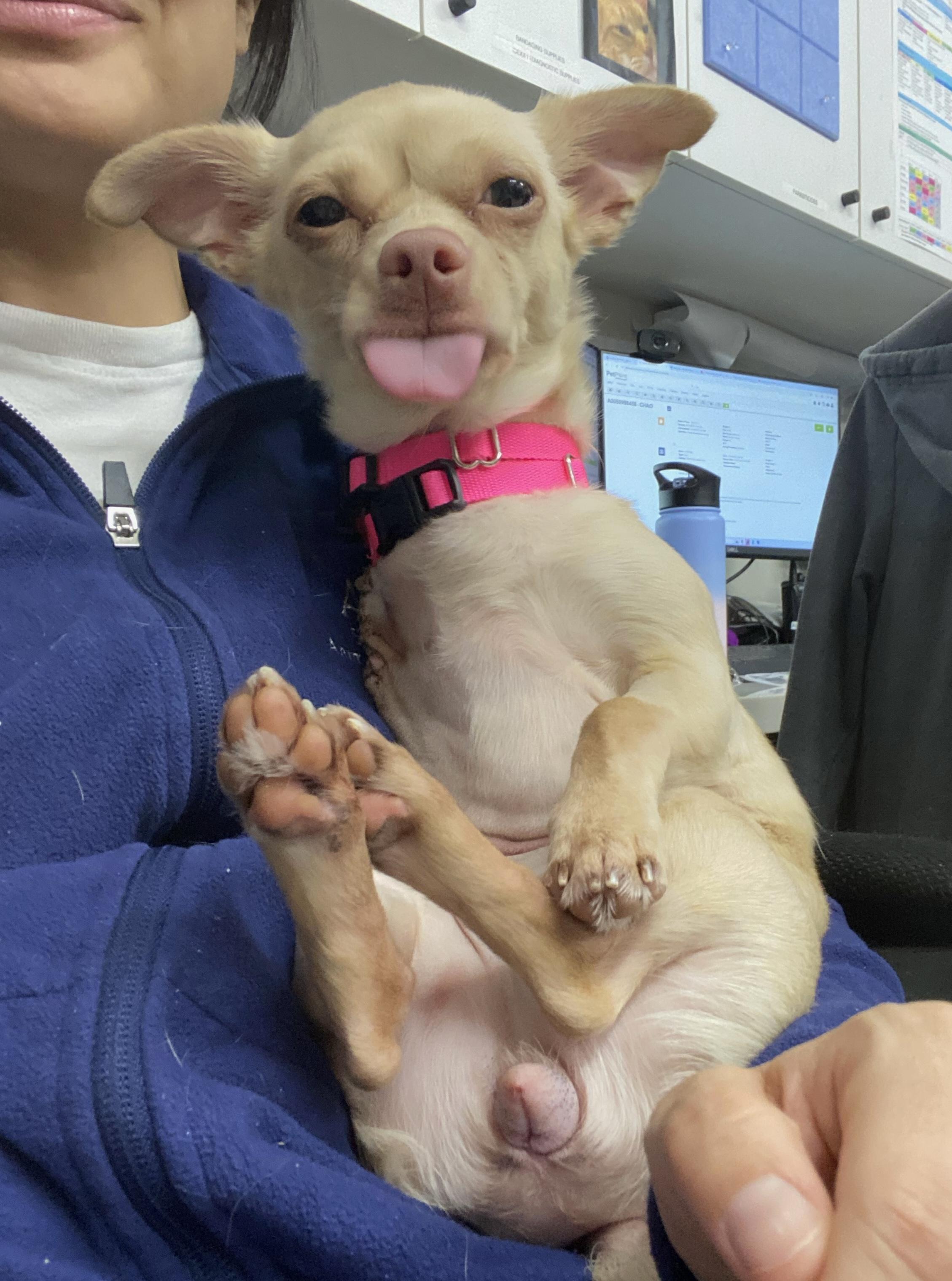 Minnow - Adoptable Pet | Petfinder | Petfinder