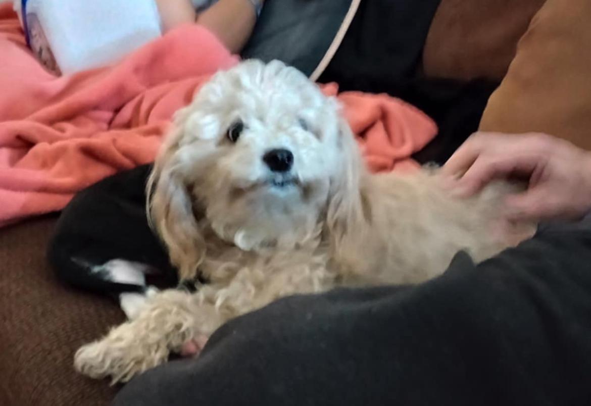 Dog for adoption - Gary, a Cavalier King Charles Spaniel & Cockapoo Mix ...