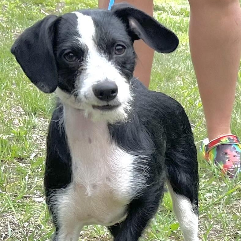 Dog for adoption - Gary, a Cavalier King Charles Spaniel & Cockapoo Mix ...