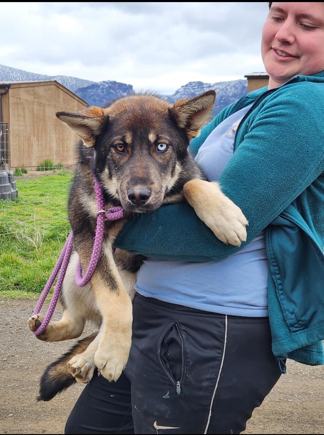 Dog for adoption - Naya, a German Shepherd Dog Mix in Florence, KY ...