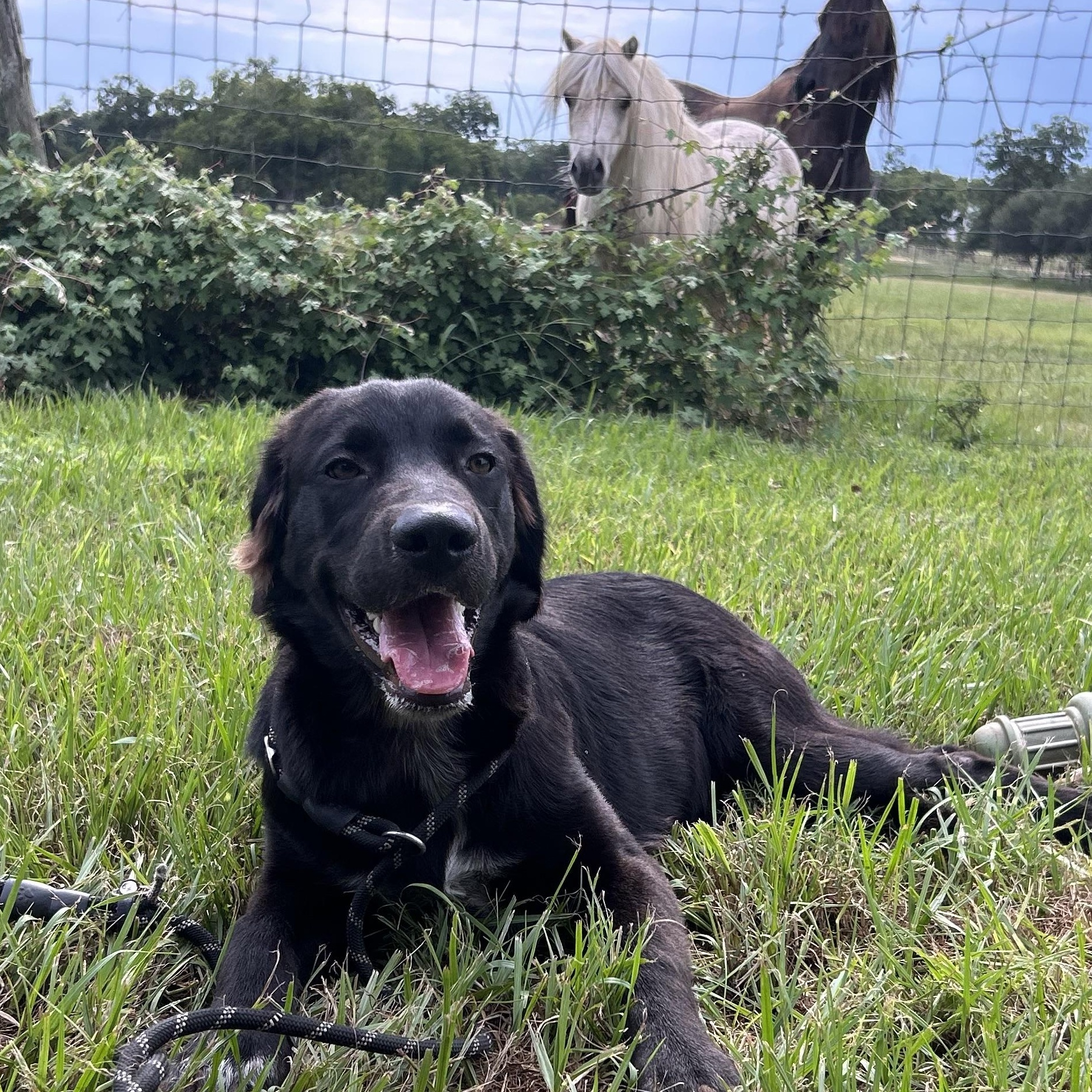 Dog for adoption - Midnight, a Black Labrador Retriever & Flat-Coated Retriever Mix in ...