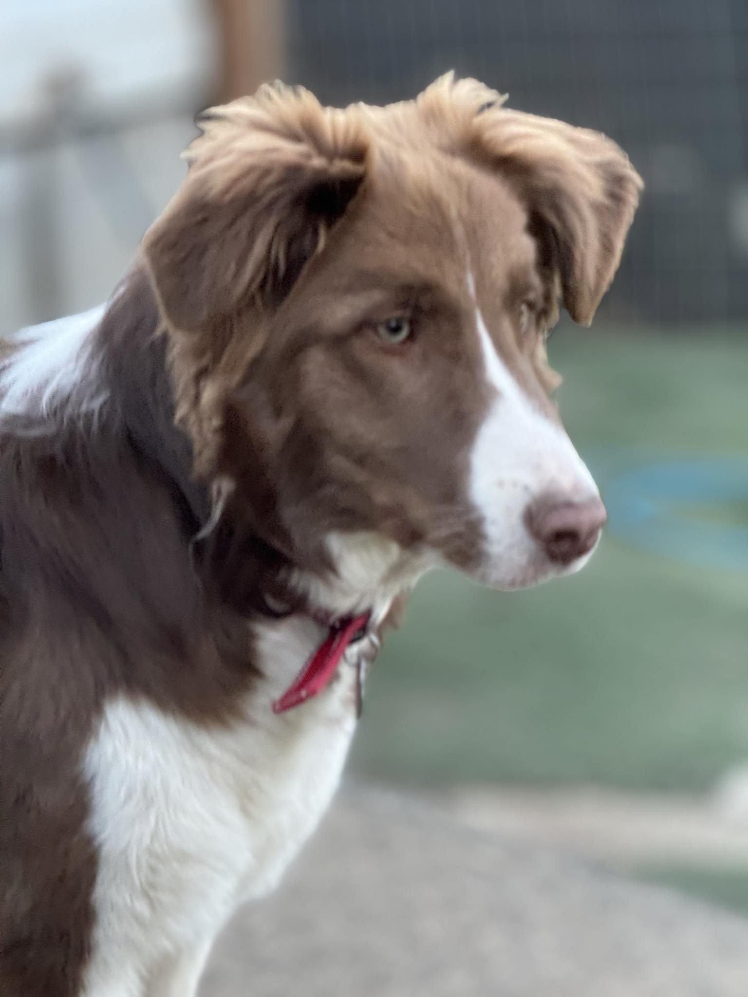 Tigard Animal Shelter | Animal Shelters in Tigard OR