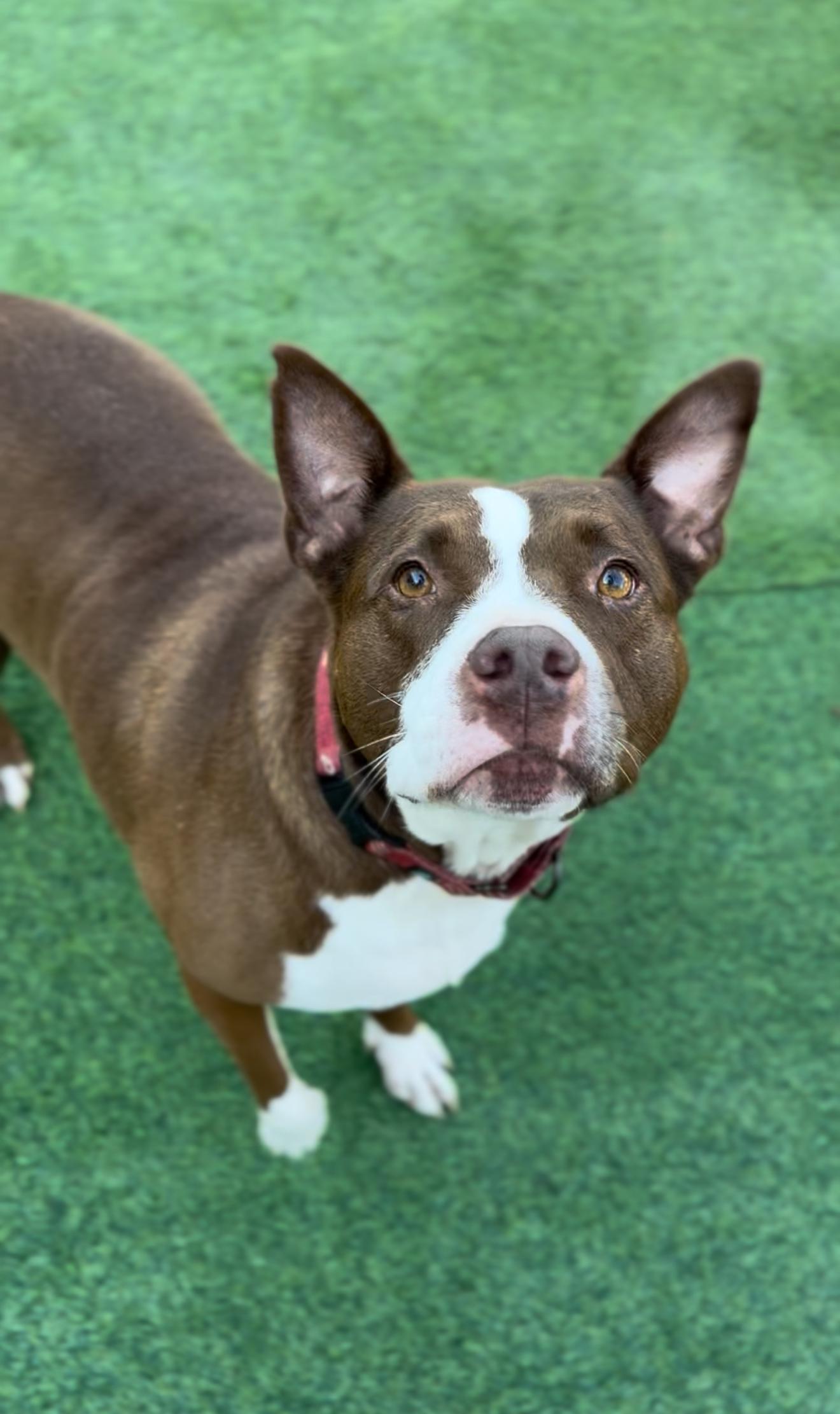 Dog for adoption - Queen Bessie, a Bull Terrier Mix in East Hartford ...
