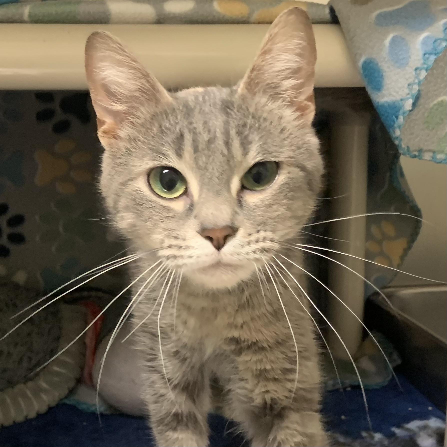 Cat for adoption - Clover, a Domestic Short Hair in Amery, WI | Petfinder