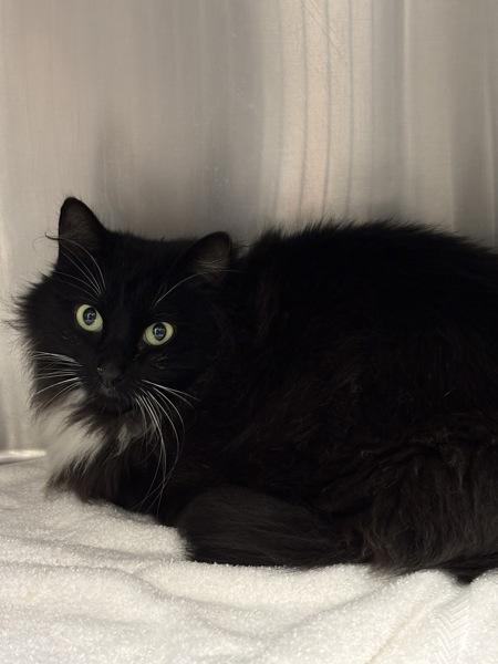 Adopt David in Silverdale | Domestic Medium Hair cat | Buddy