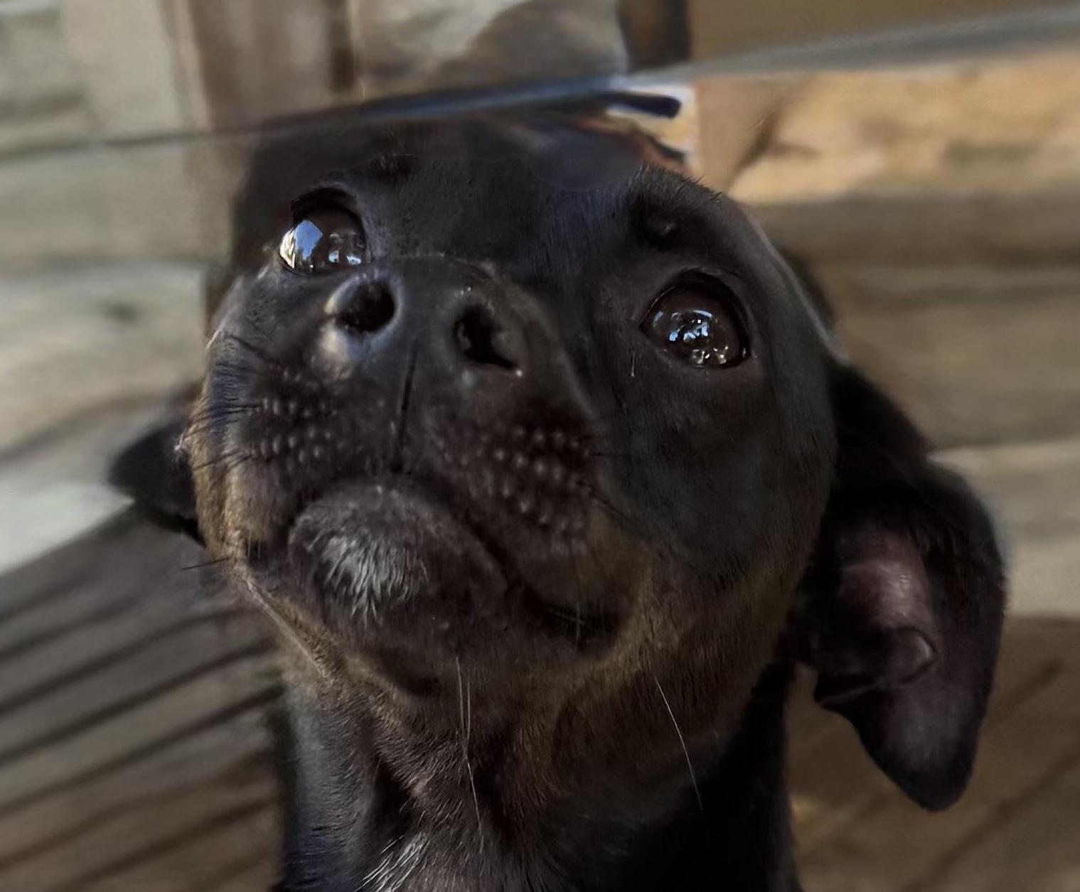 Dog for adoption - Heather, a Chihuahua Mix in Houston, TX | Petfinder