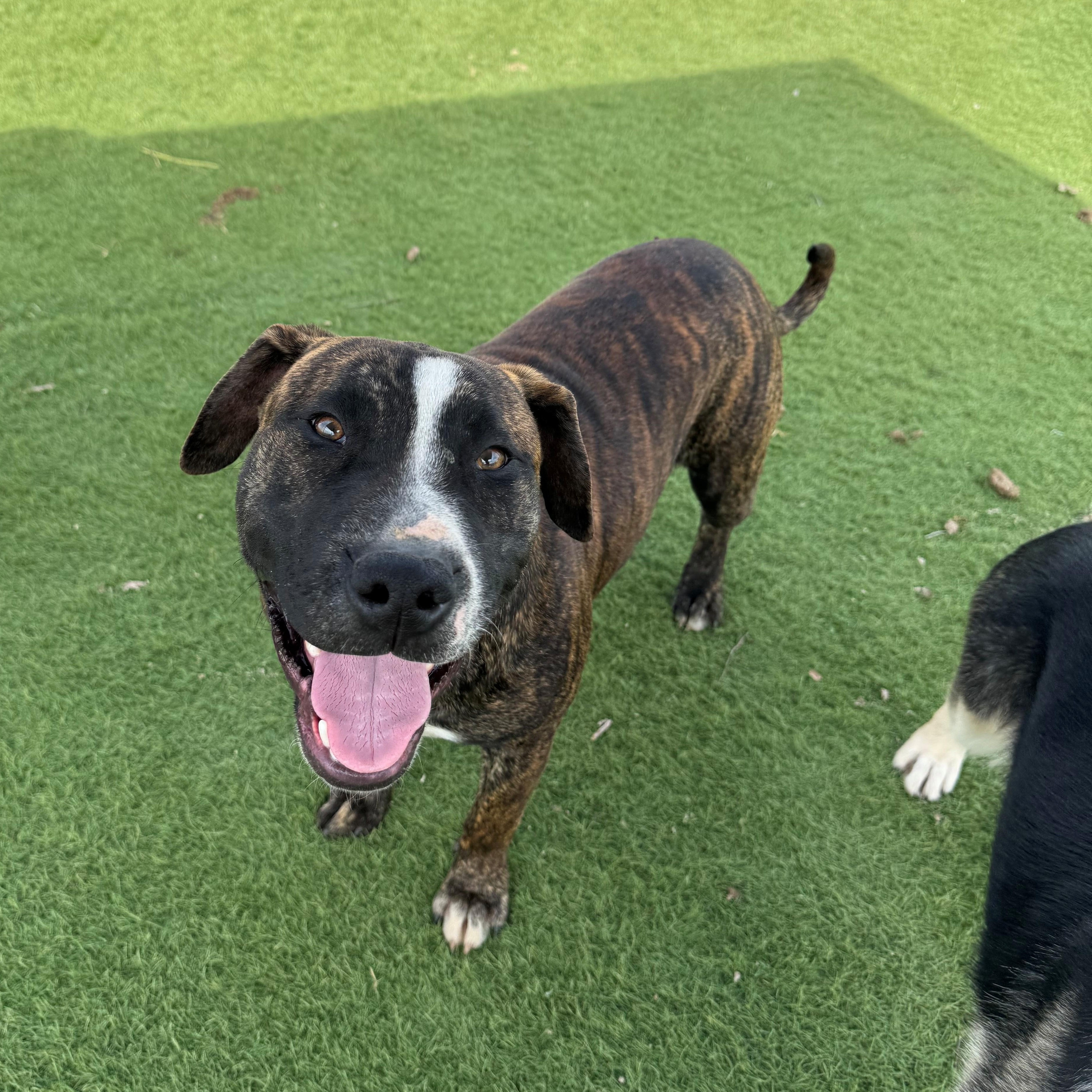 Dog for adoption - DALTON (AVAILABLE 4/29/2025), an American ...