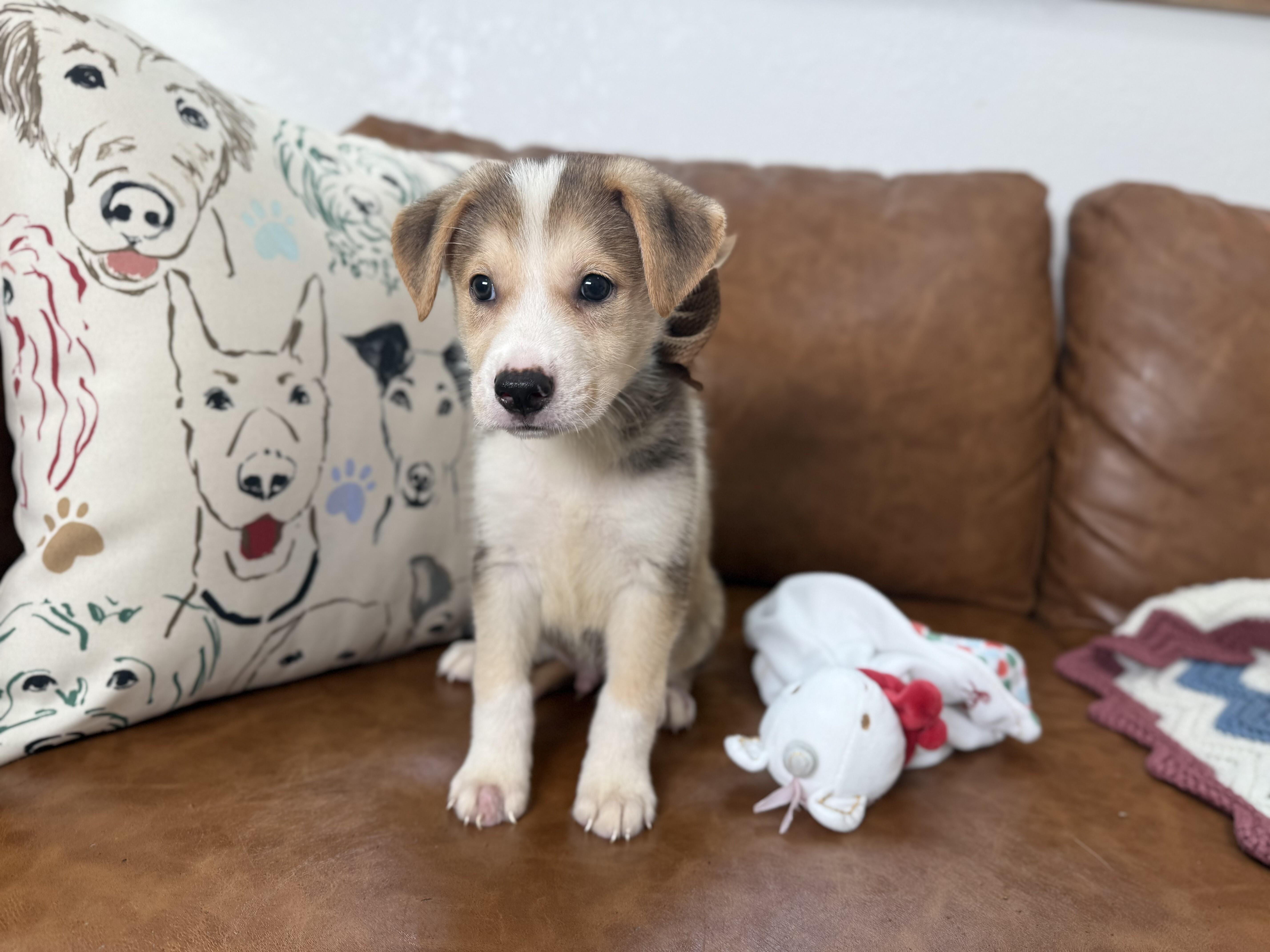 Dog for adoption - Harold Harper, a Labrador Retriever & German ...