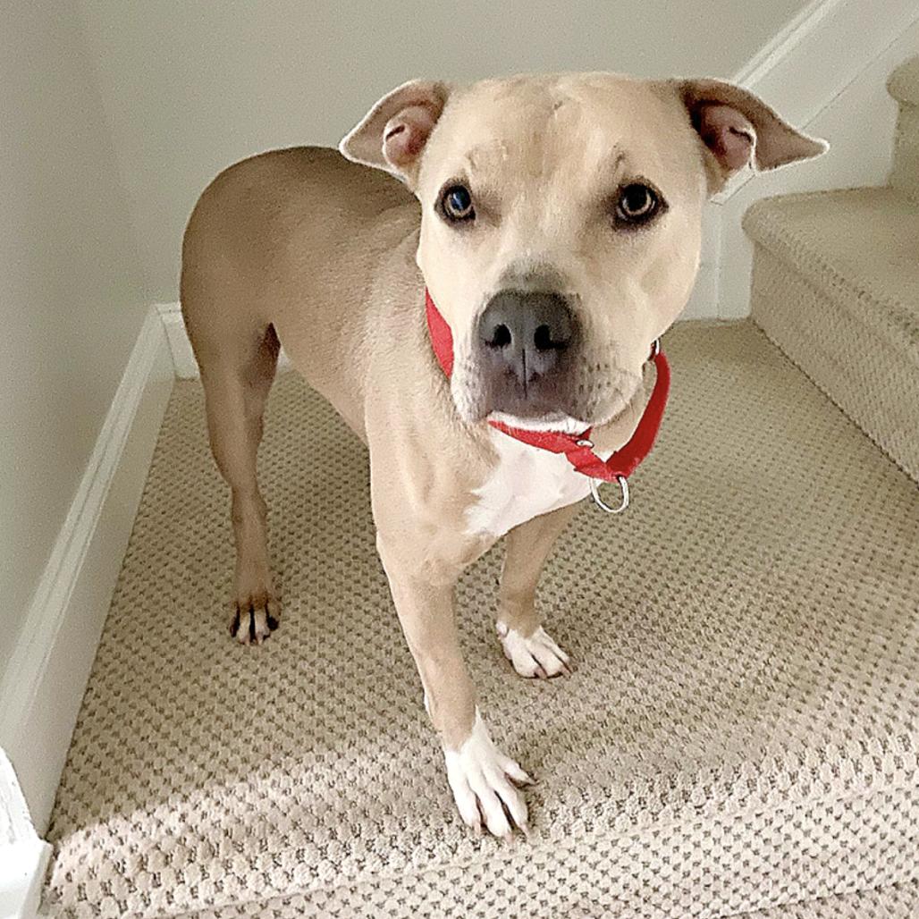 Dog for adoption - Callum, an American Staffordshire Terrier in ...
