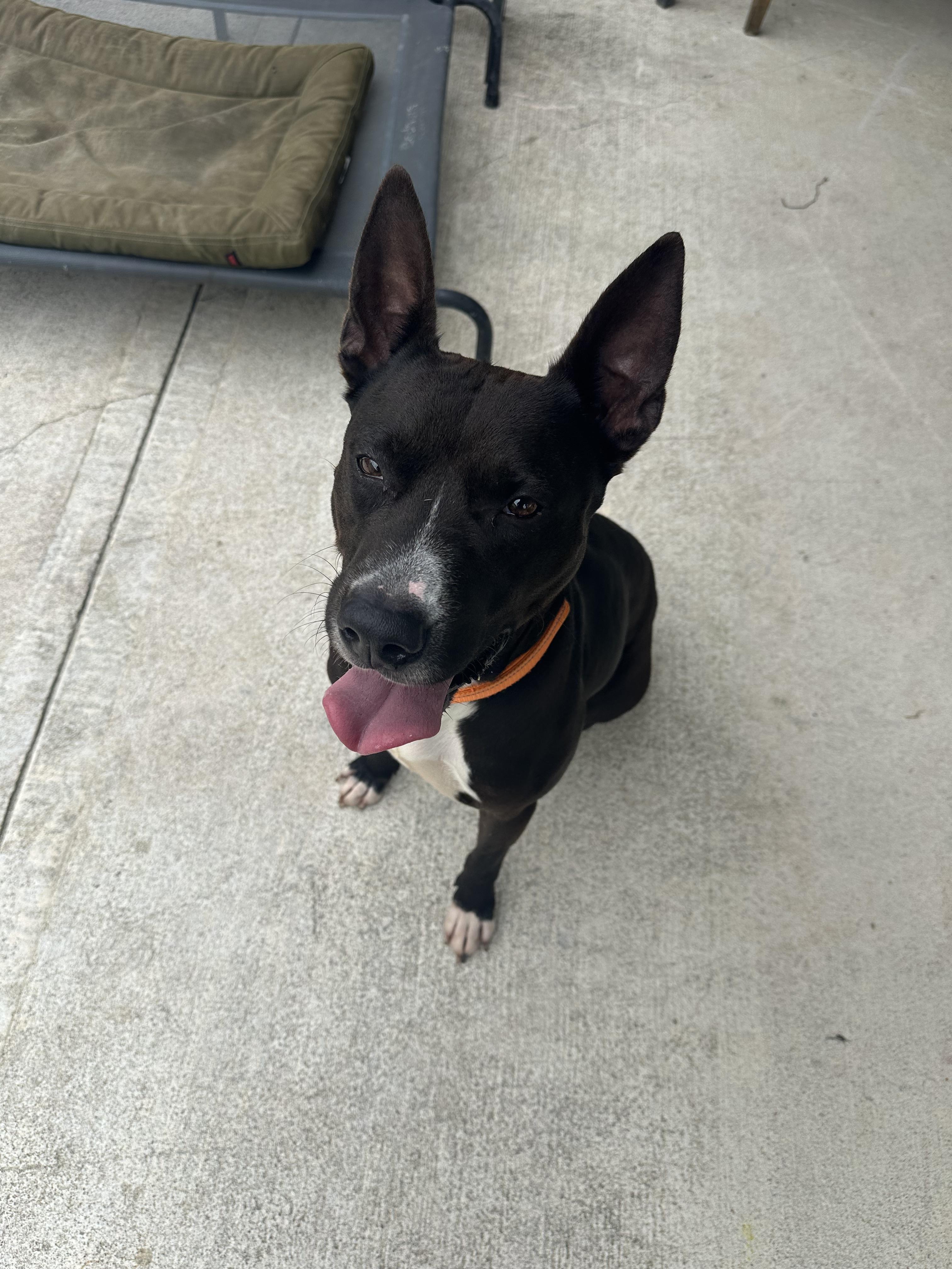 Dog for adoption - Winnie the Pooch, a Black Labrador Retriever & Pit ...