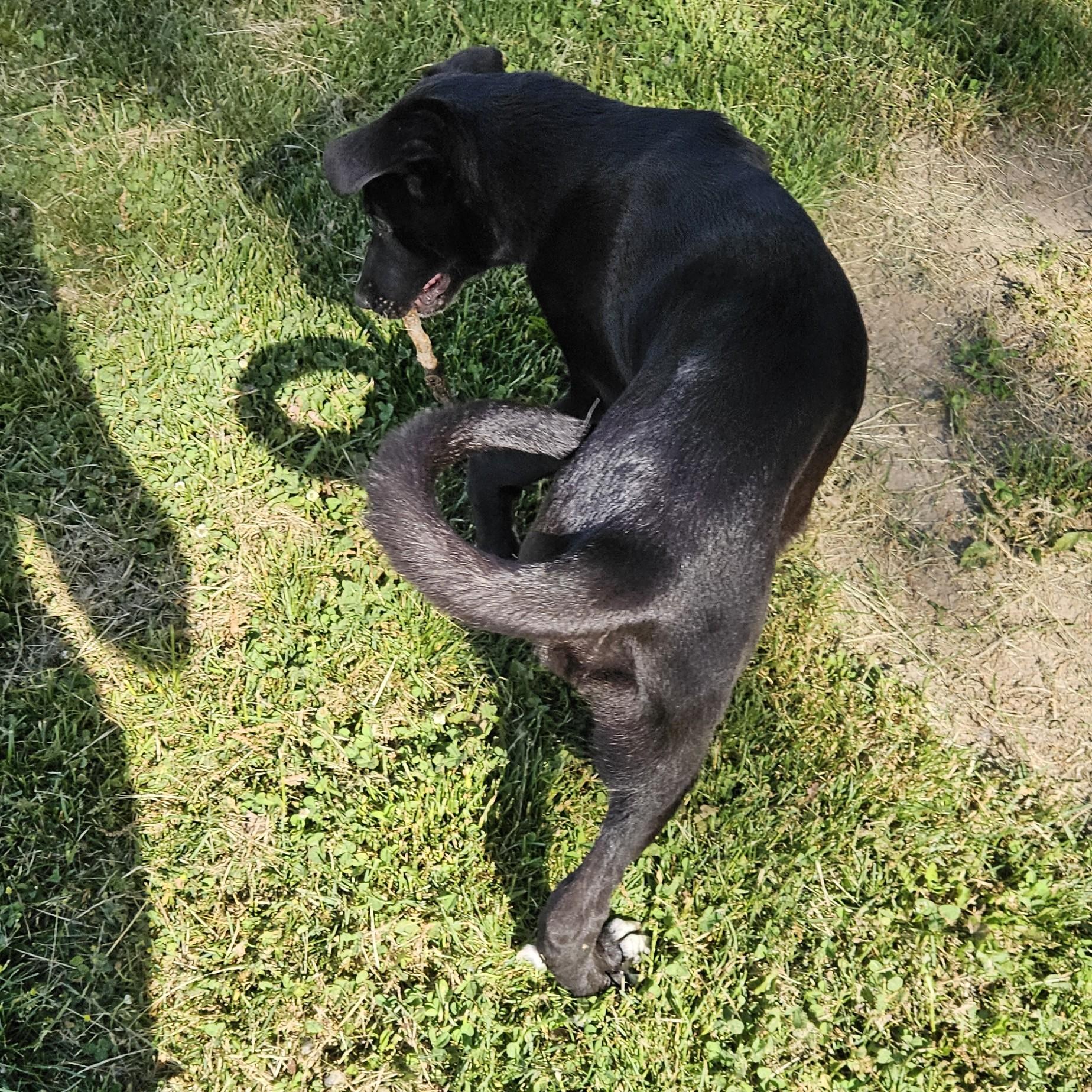 Kirk - Adoptable Pet | Petfinder | Petfinder