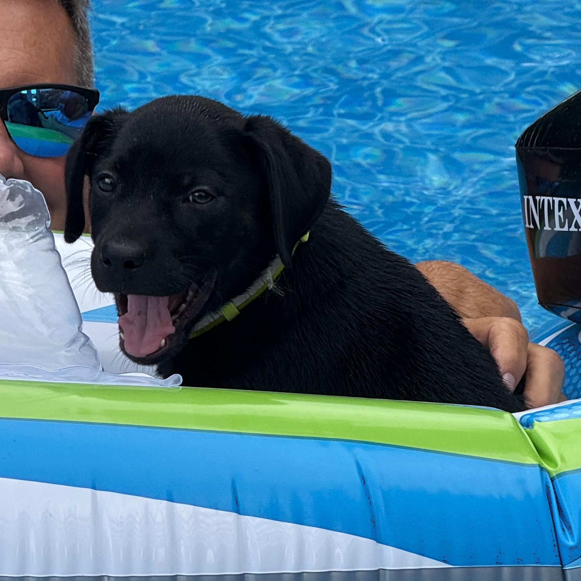 Dog for adoption - Bear, a Labrador Retriever & Hound Mix in Smithfield ...