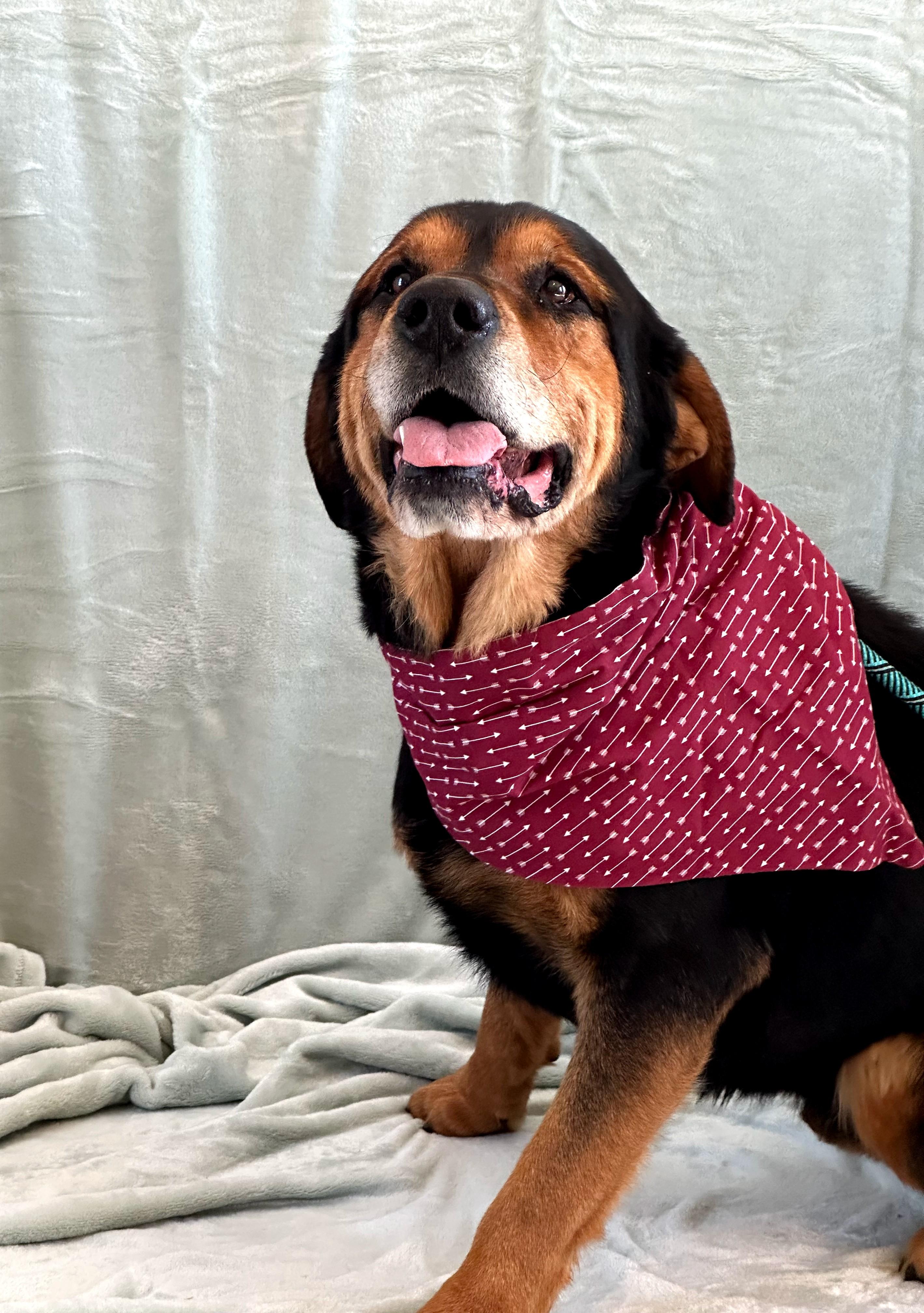 Dog for adoption - Leon, a Rottweiler & Bloodhound Mix in Lubbock, TX ...