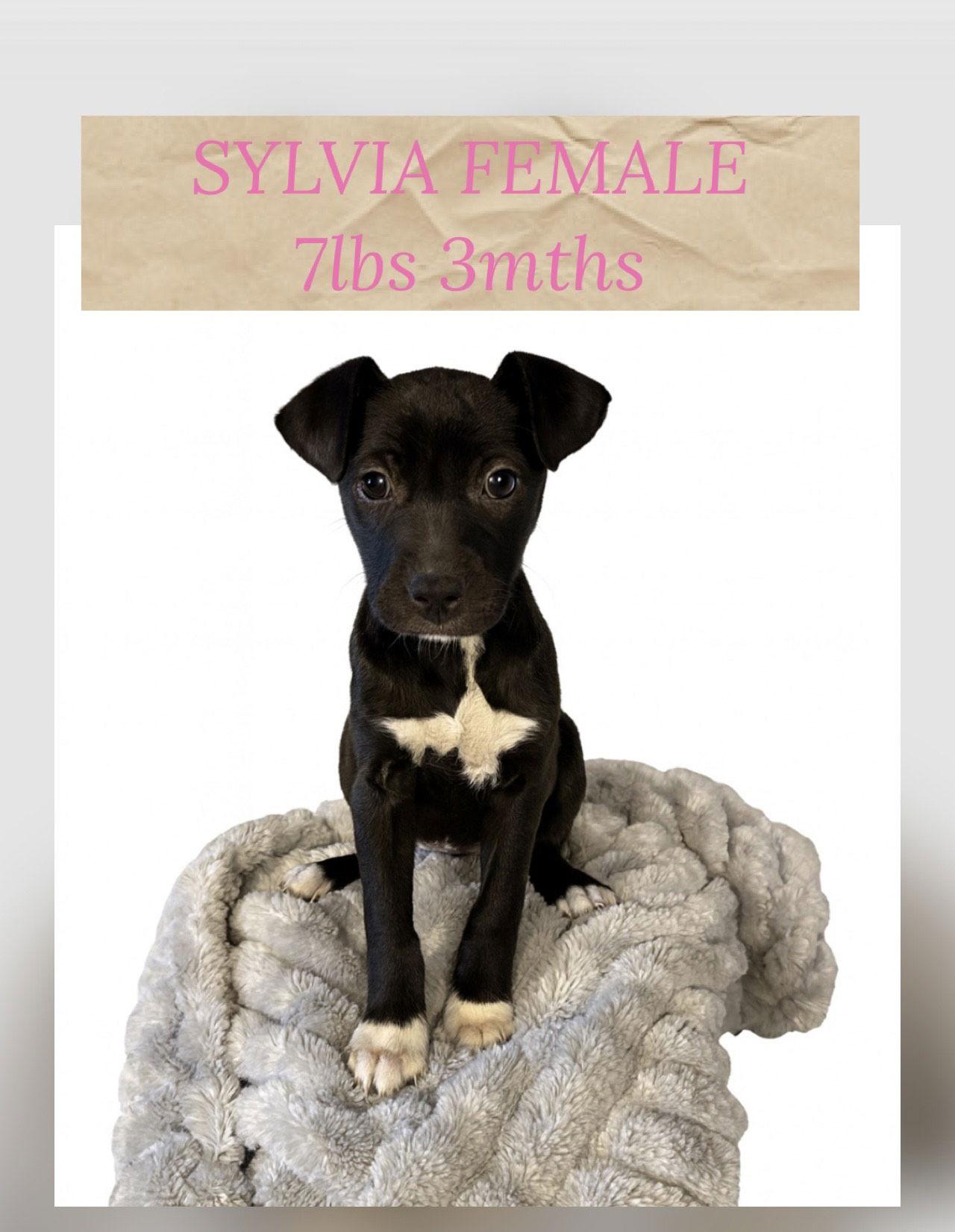 Adopt a Retriever for Sale & Adoption | GetBuddy