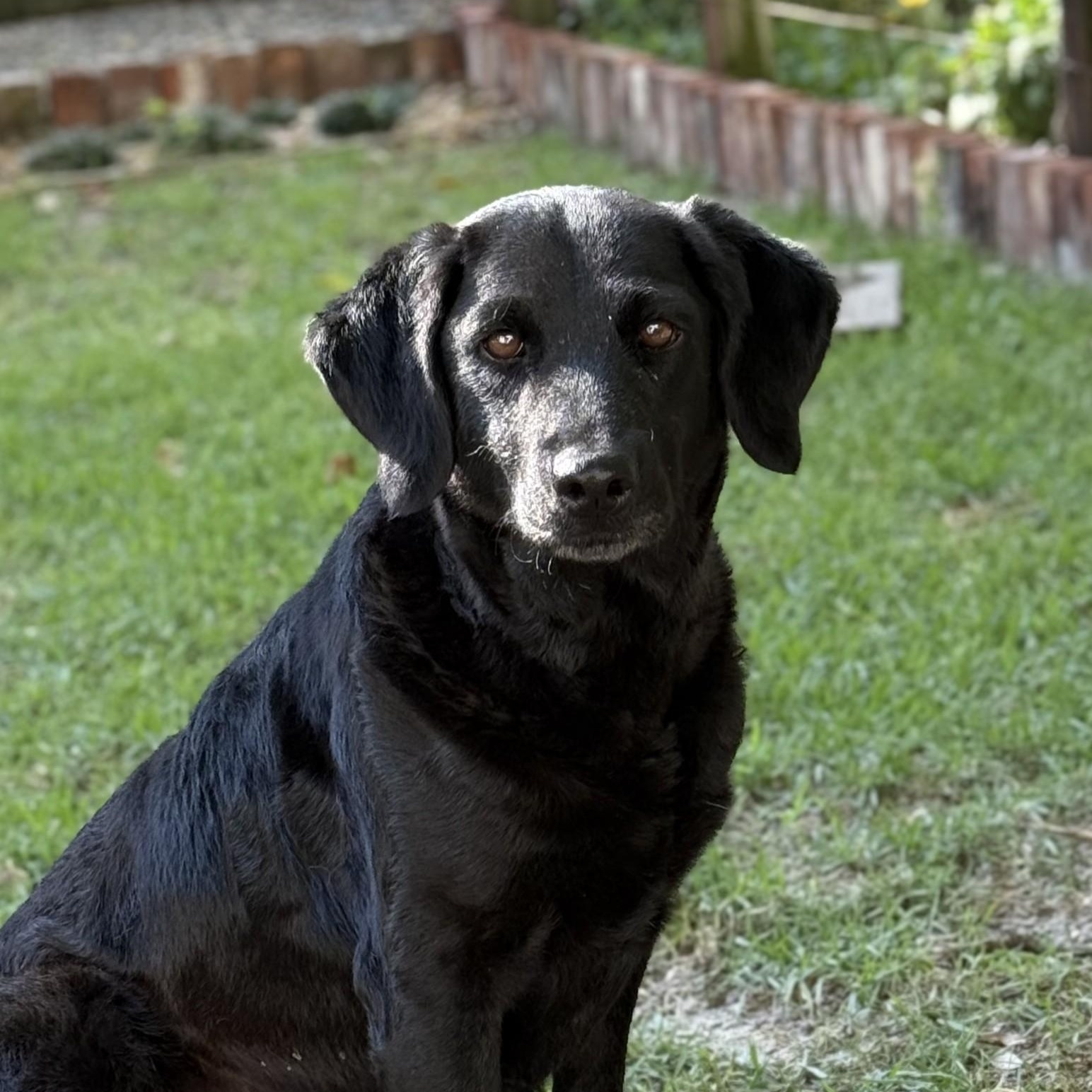 Dog for adoption - Darling, a Labrador Retriever & Basset Hound Mix in Milford, CT | Petfinder