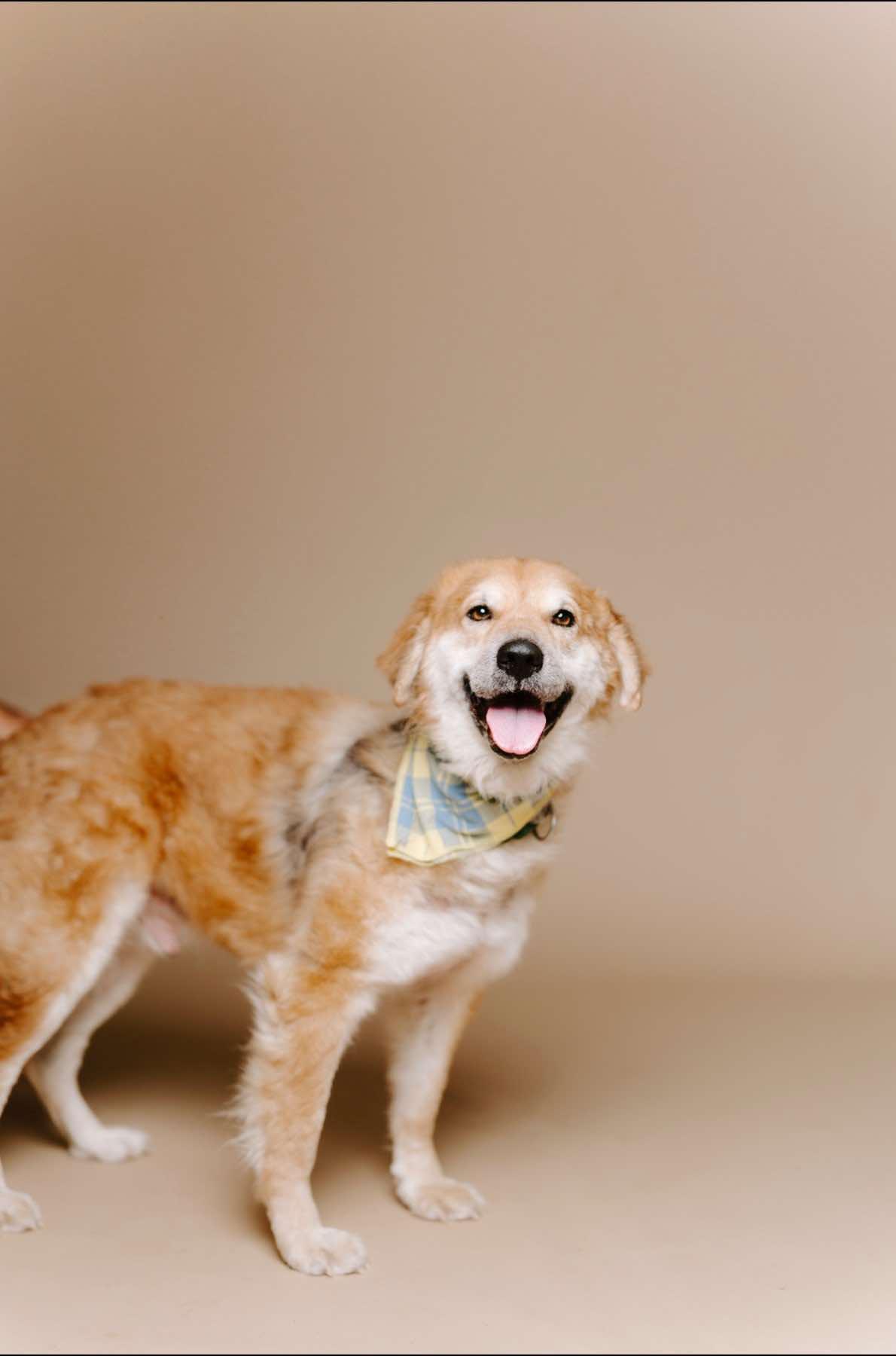 Dog for adoption - Oliver, a Labrador Retriever Mix in Brattleboro, VT ...