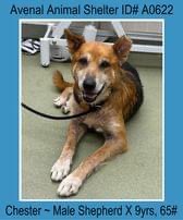 Dog for adoption - Chester, a Shepherd in Avenal, CA | Petfinder