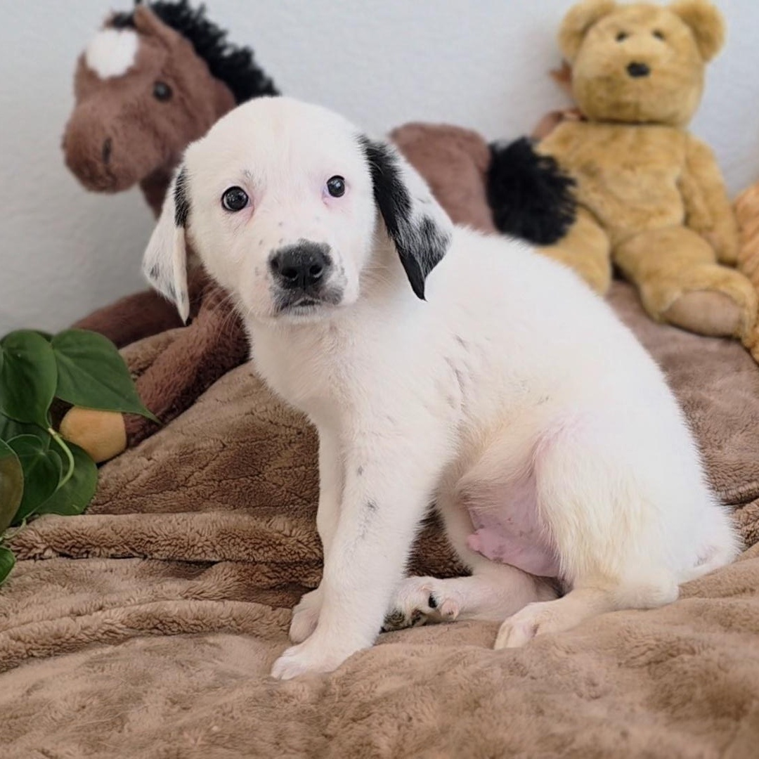 Dog for adoption - Dough Boy, a Great Pyrenees & Black Labrador ...