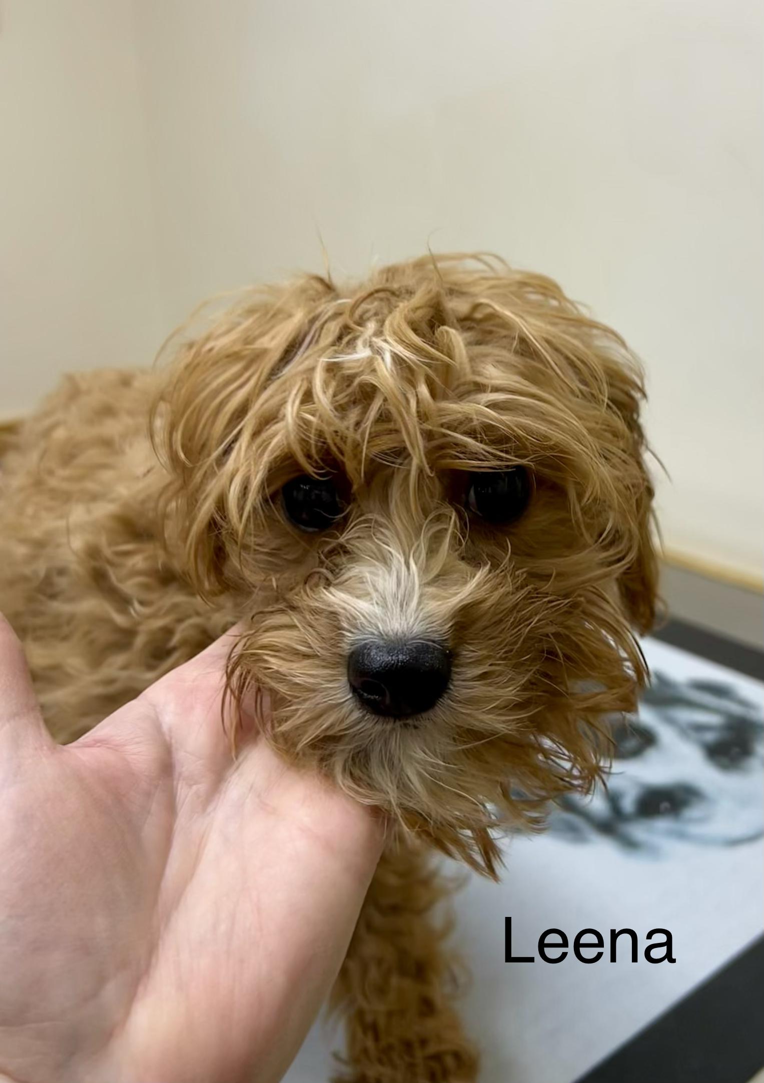 Leena - Adoptable Pet | Petfinder | Petfinder