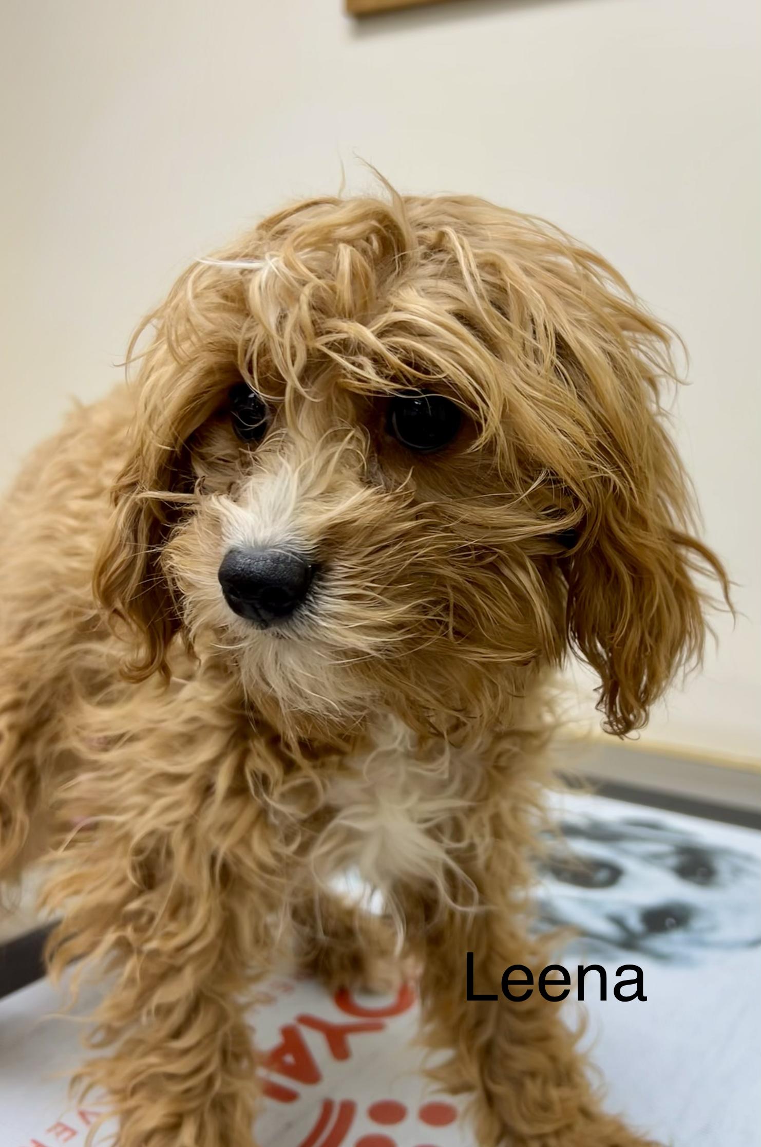 Leena - Adoptable Pet | Petfinder | Petfinder