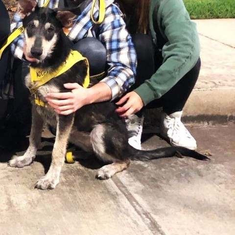 Dog for adoption - Lillie Belle, a Shepherd in Portland, OR | Petfinder