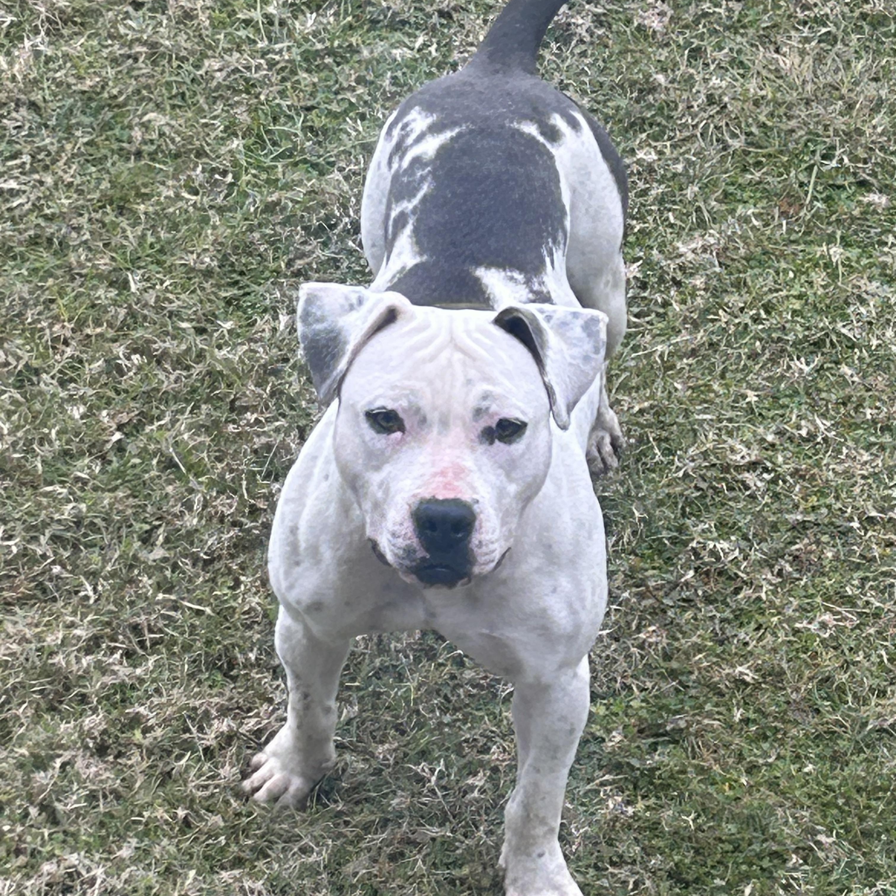 Dog for adoption - Tati, an American Staffordshire Terrier Mix in ...