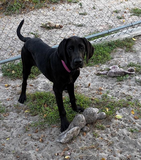Dog for adoption - Amaya, a Black Labrador Retriever & Bloodhound Mix ...