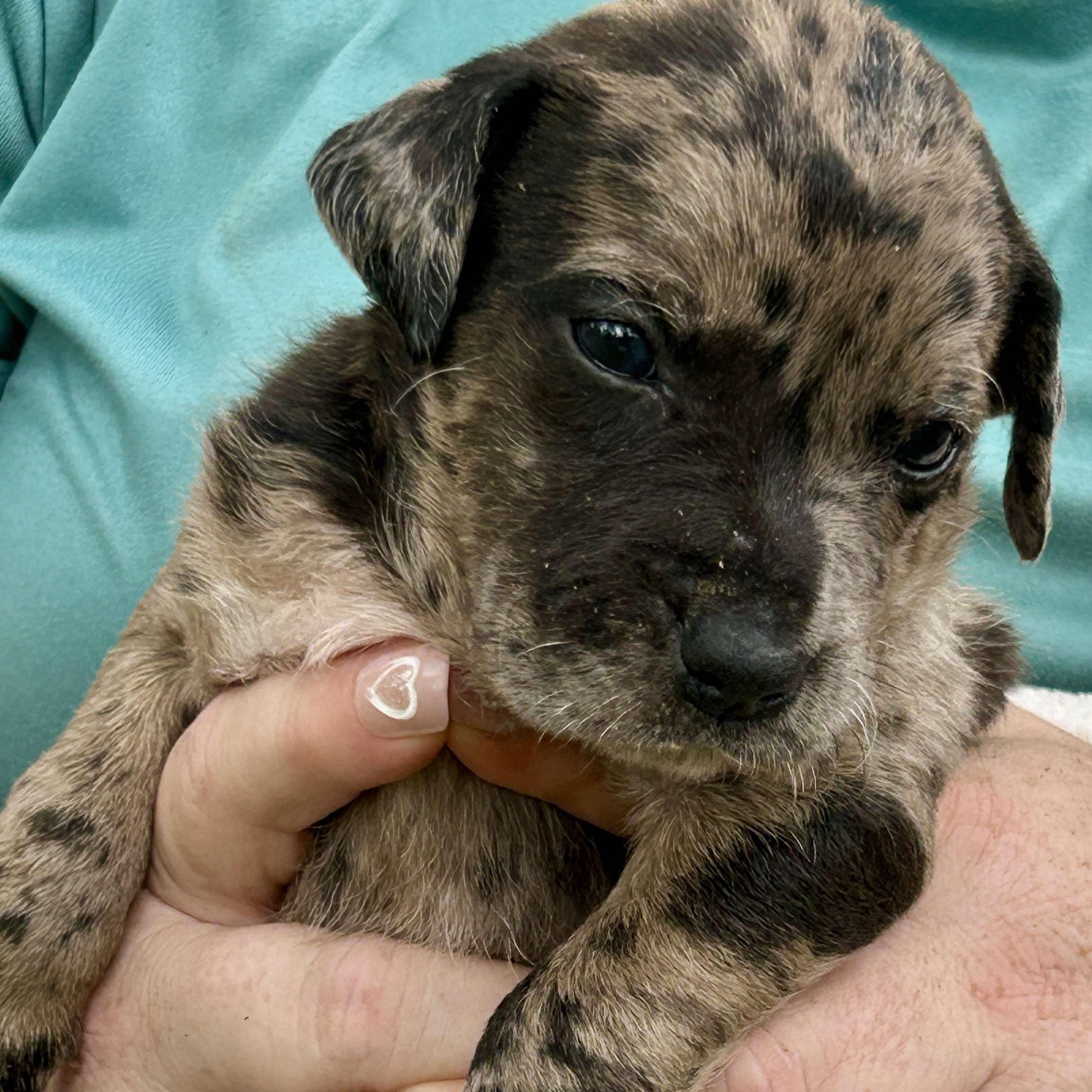 Dog for adoption - Juno, an Australian Shepherd & Boxer Mix in Troy, IL ...