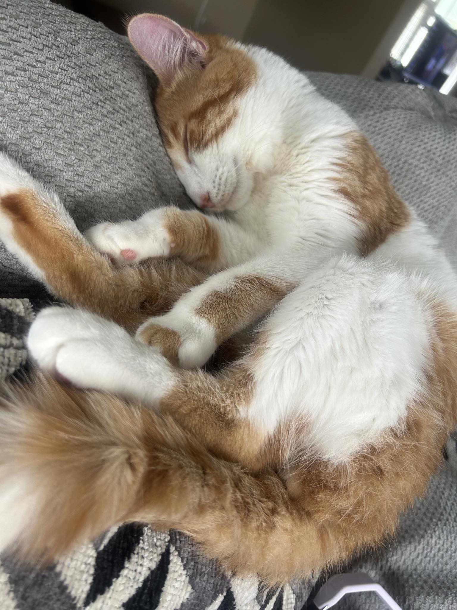 Cat for adoption - Nugget, a Domestic Short Hair in Chatham, ON | Petfinder