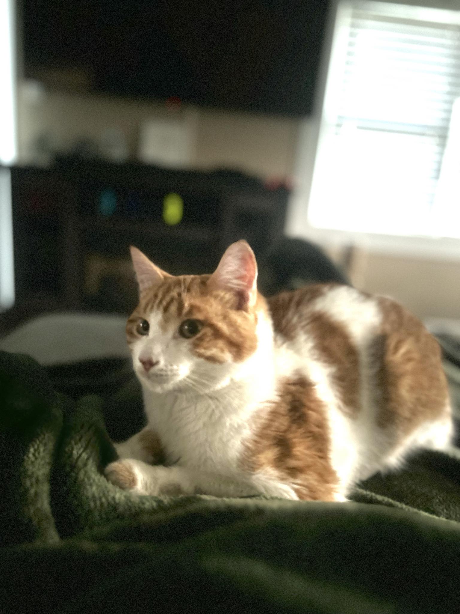 Cat for adoption - Nugget, a Domestic Short Hair in Chatham, ON | Petfinder