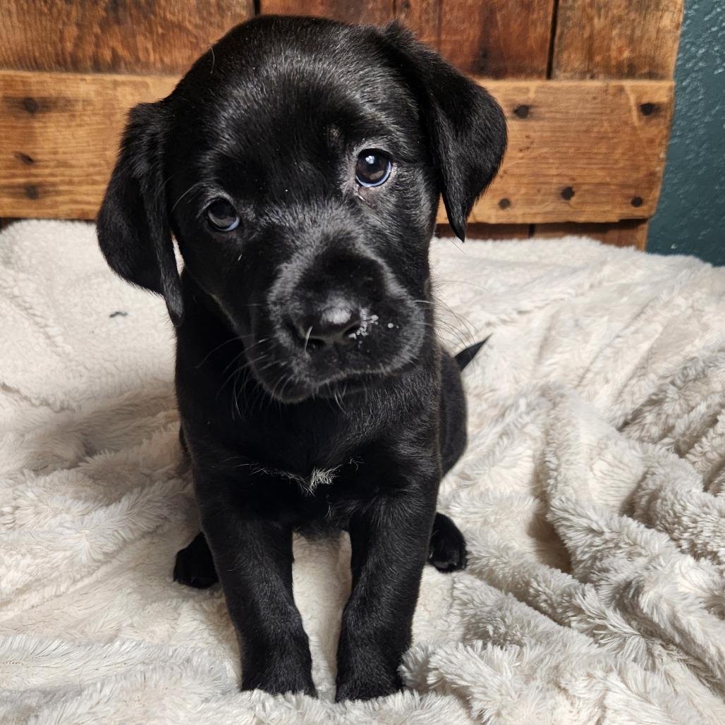 Dog for adoption - Synder JuM, a Yellow Labrador Retriever & Black ...