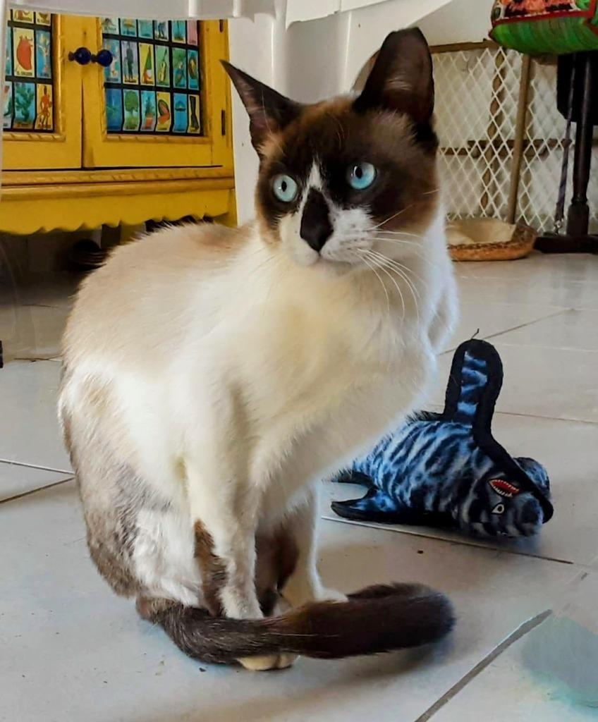 Cat for adoption - Zorn, a Siamese in Portland, OR | Petfinder