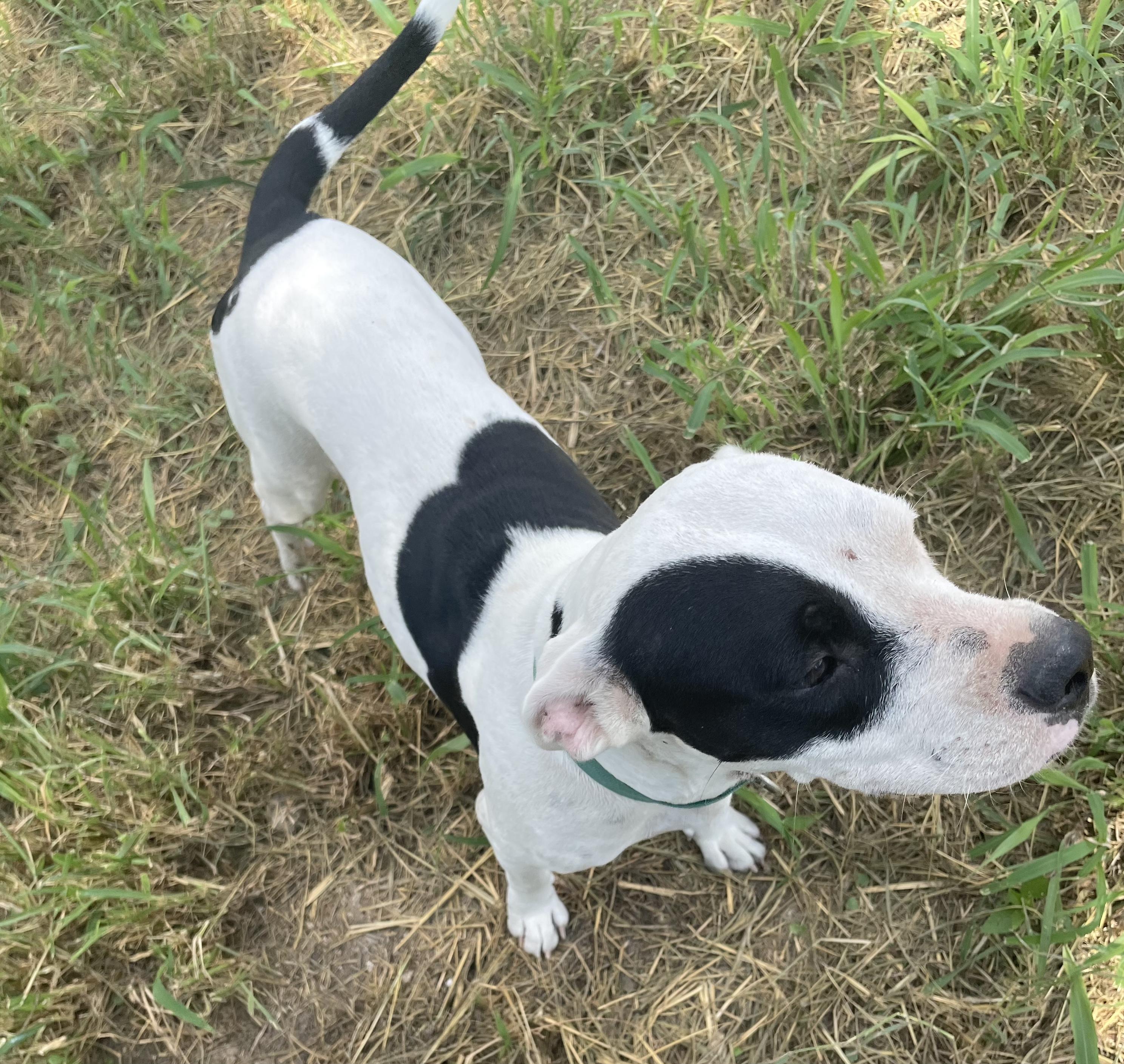 Dog for adoption - Daisy Lou, a Mixed Breed in Johnston, RI | Petfinder