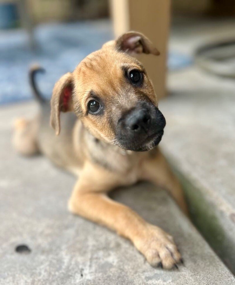 Dog for adoption - Leonardo Ninja Turtle, a German Shepherd Dog ...