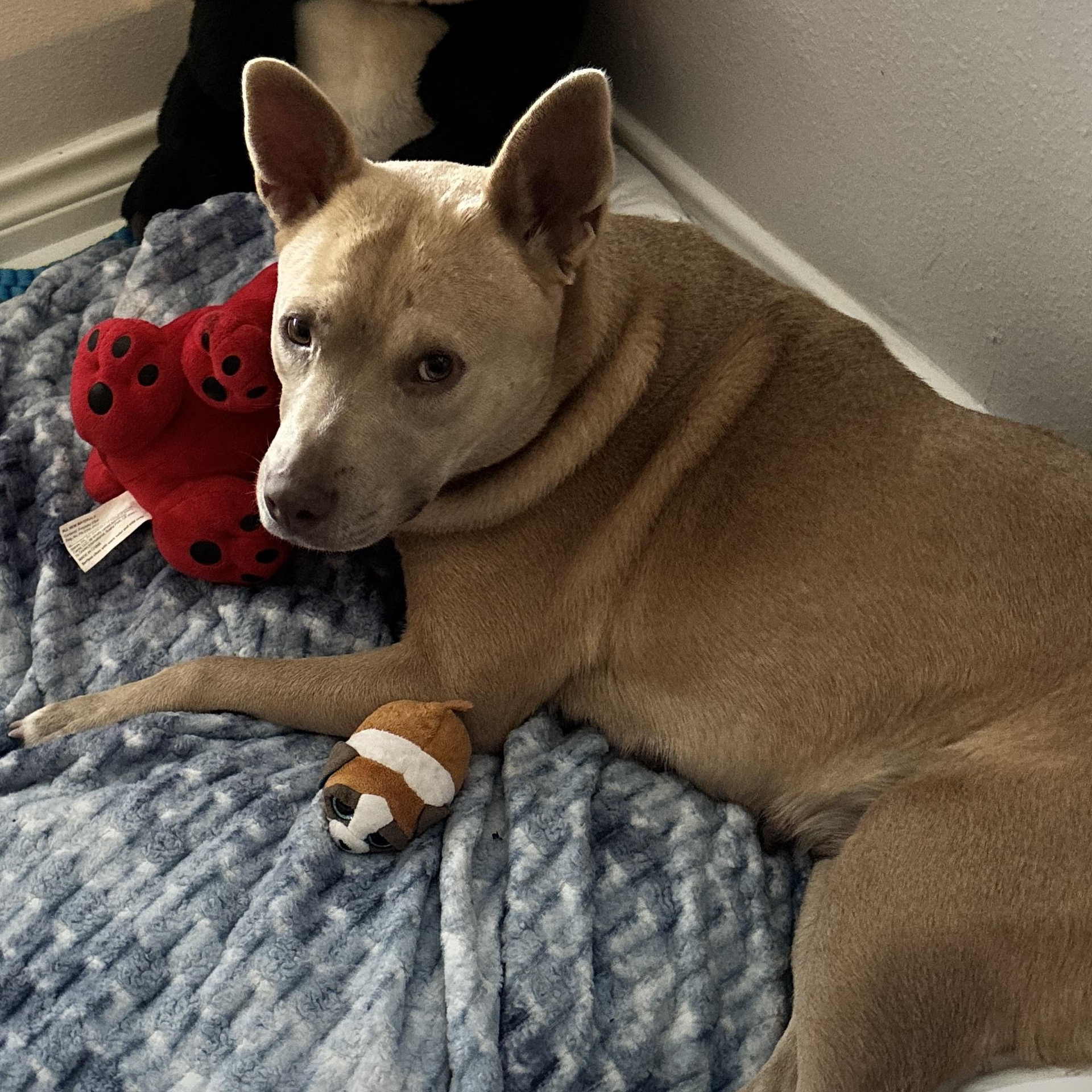 Dog for adoption - Libby, a Mixed Breed in Portland, OR | Petfinder