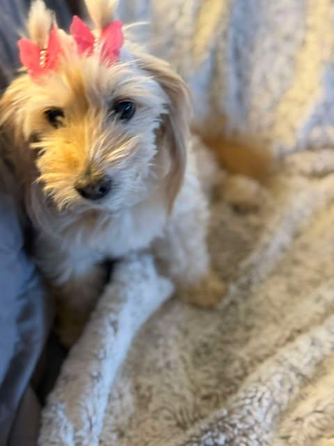 Dog for adoption - Cinnaminnie (Minnie), a Maltipoo in Vernon, CT ...