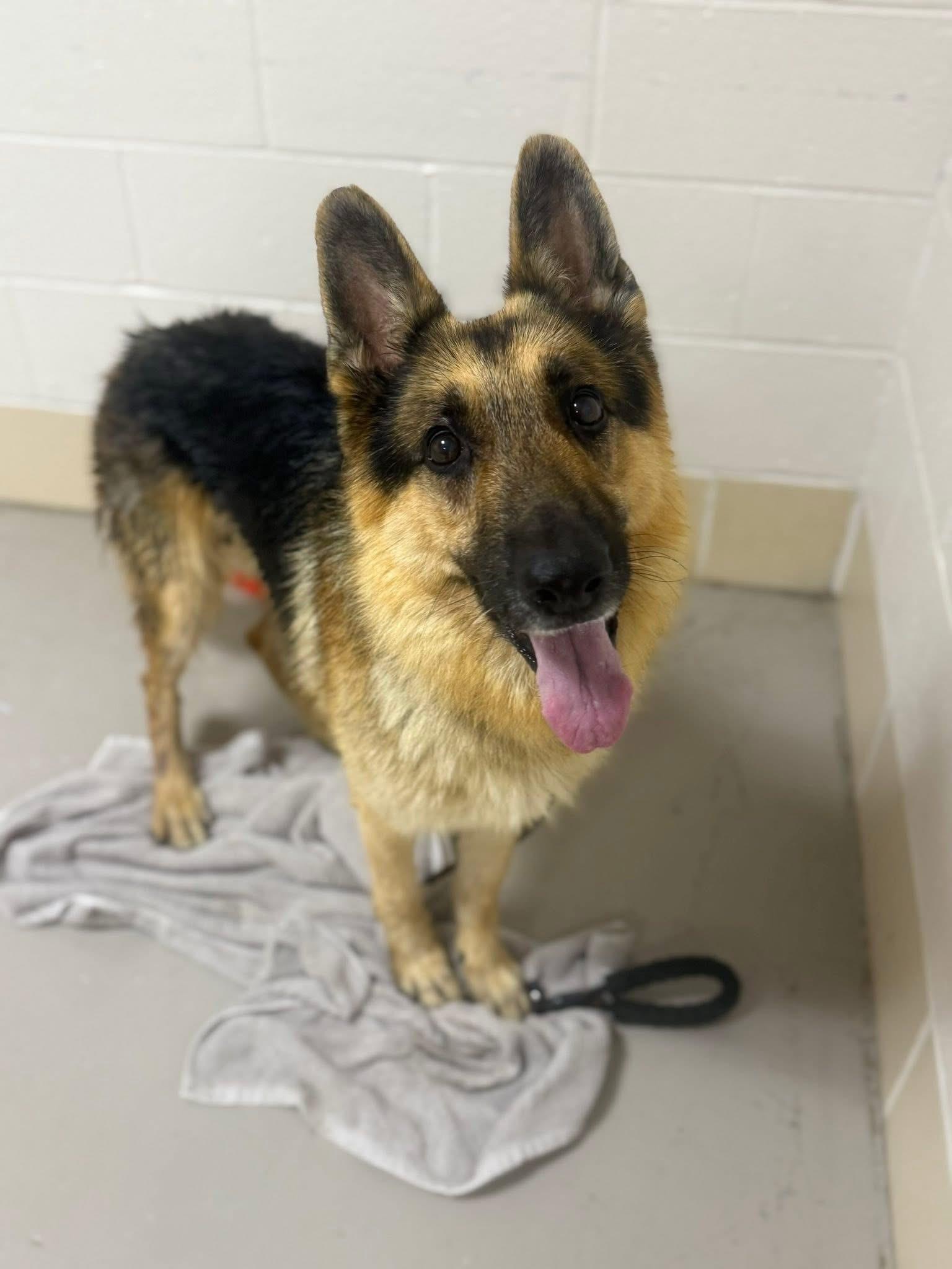 Dog for adoption - Rupert ADOPTED, a German Shepherd Dog in Canton, OH ...