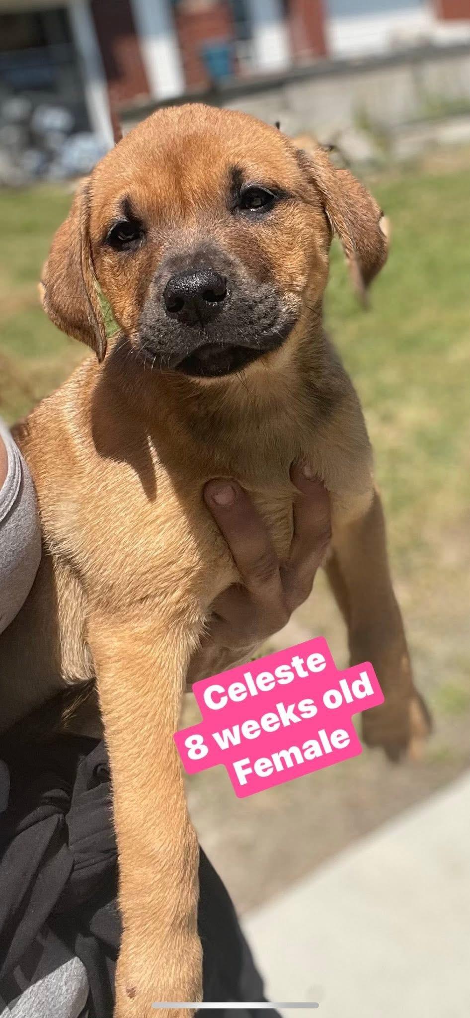 Dog for adoption - Celeste, a Labrador Retriever Mix in Wallington, NJ ...