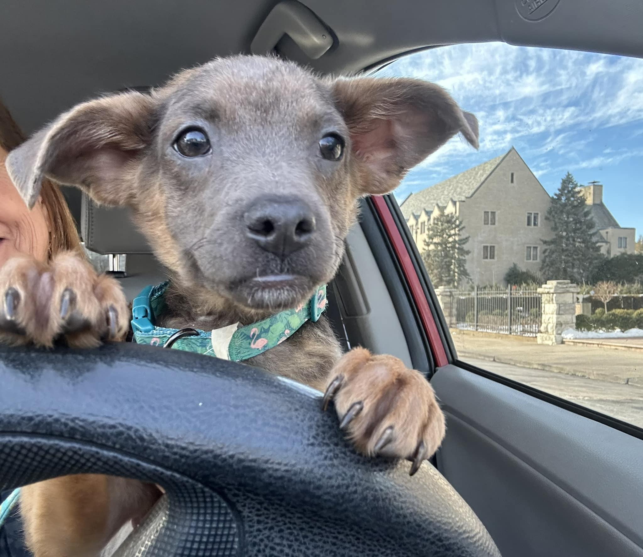 Dog for adoption - Big Thief, a Chihuahua & Terrier Mix in Merrick, NY ...