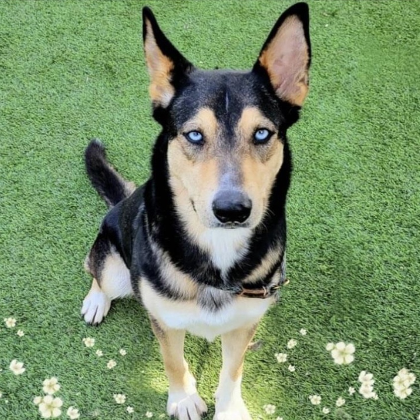 Dog for adoption - Lilah Blu- Urgent!, a German Shepherd Dog & Siberian ...