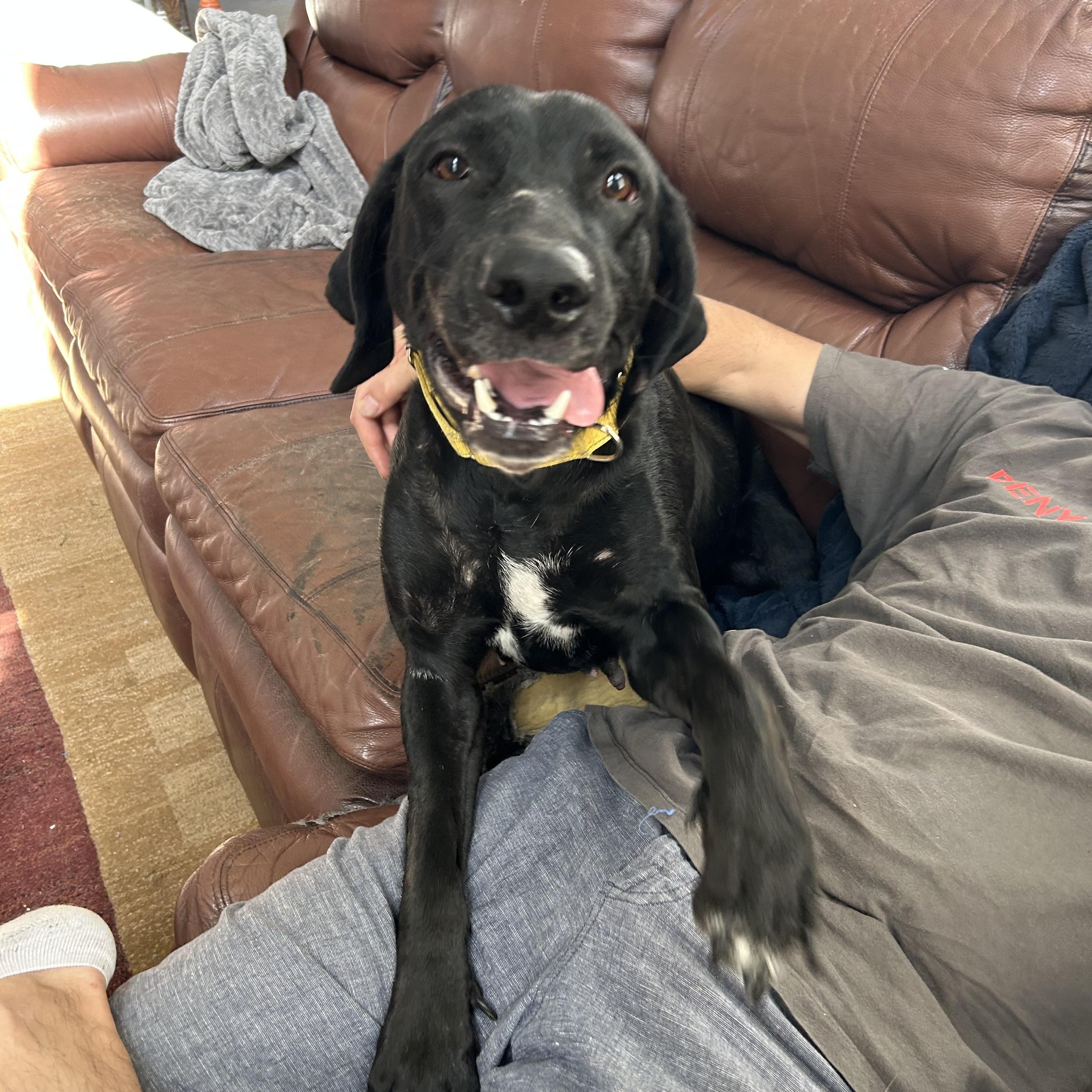 Dog for adoption - Sandy, a German Shorthaired Pointer & Doberman ...