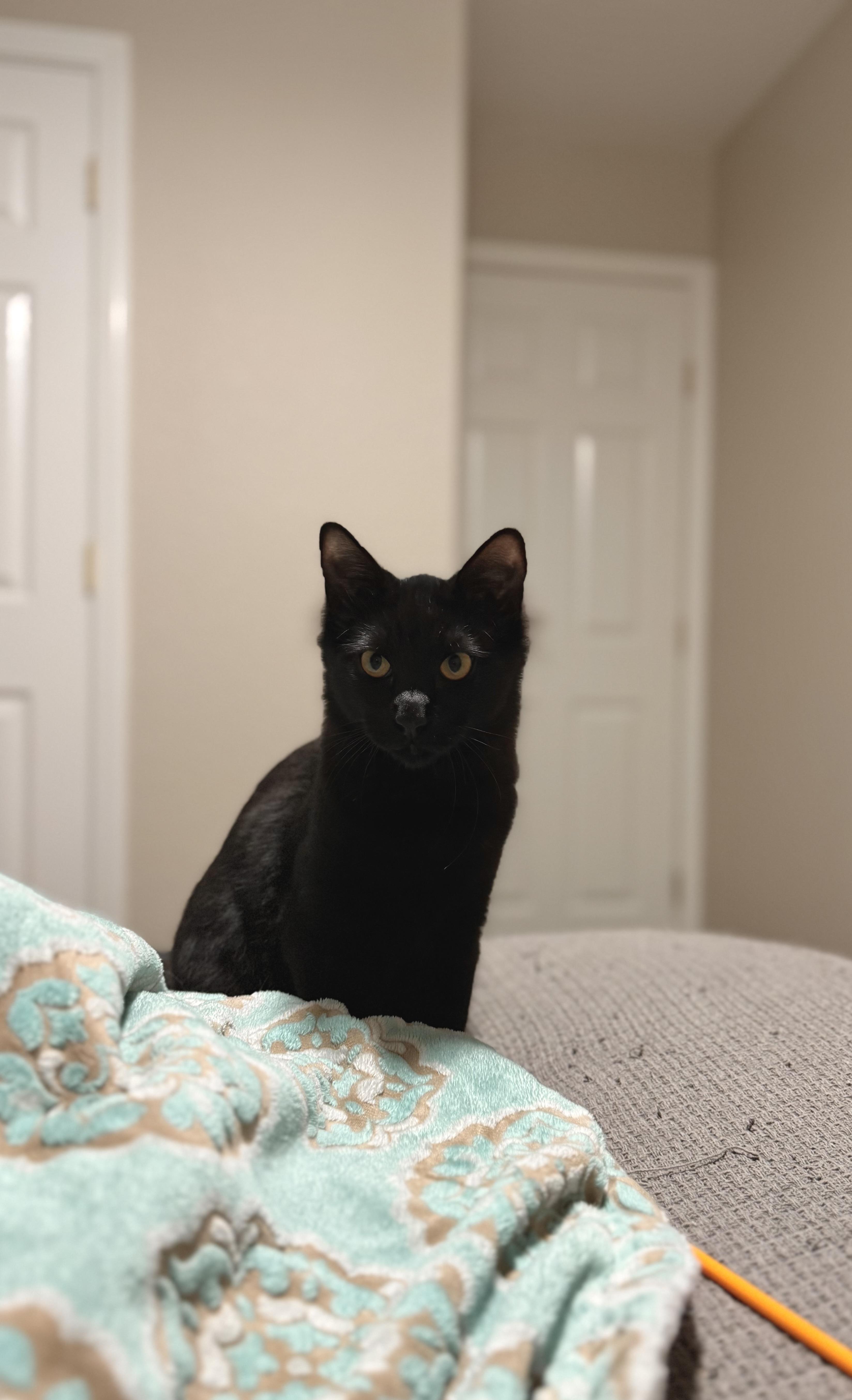 Cat for adoption - Binx, a Domestic Long Hair in Waterford, CT | Petfinder