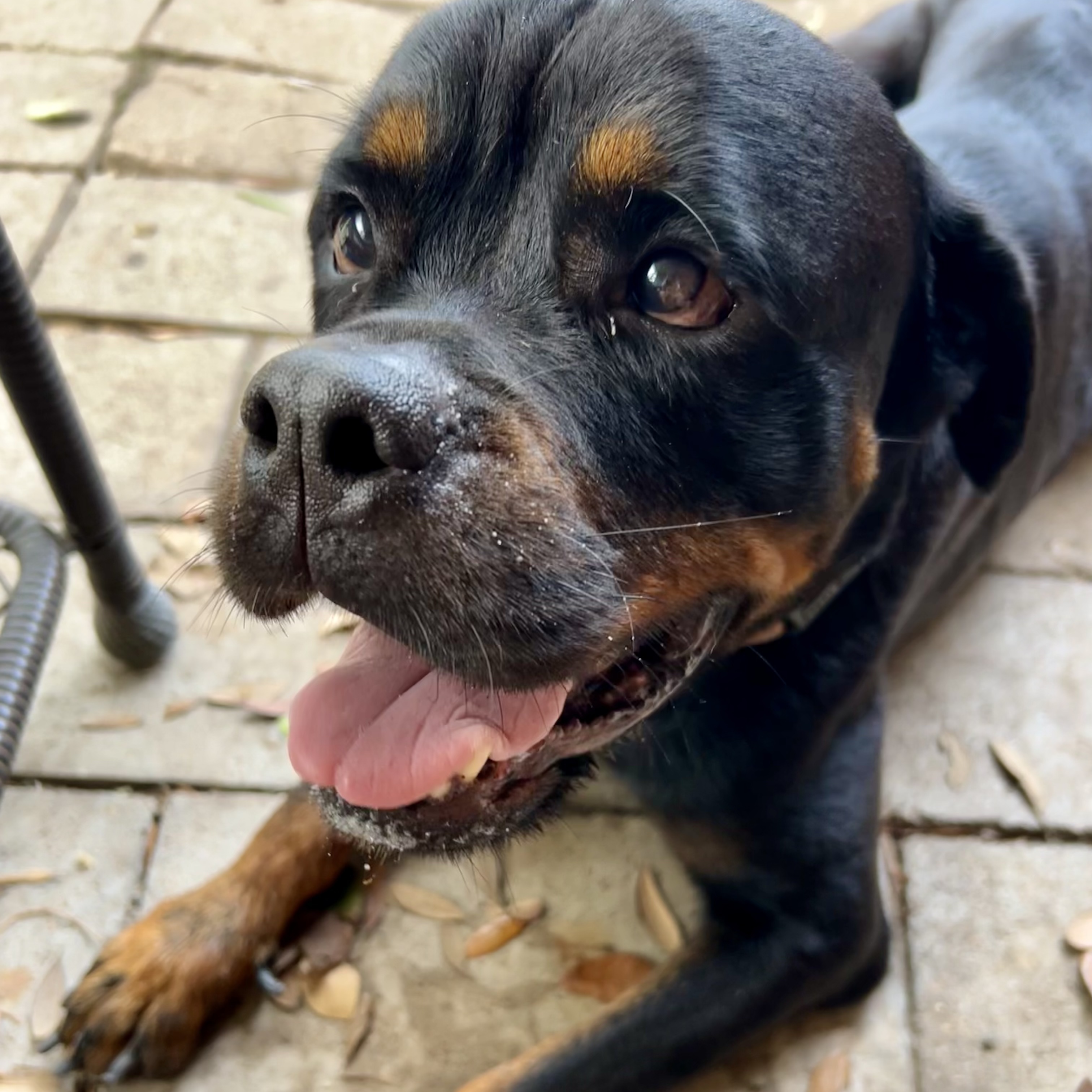Dog for adoption - Ruth, a Rottweiler Mix in Greenville, SC | Petfinder