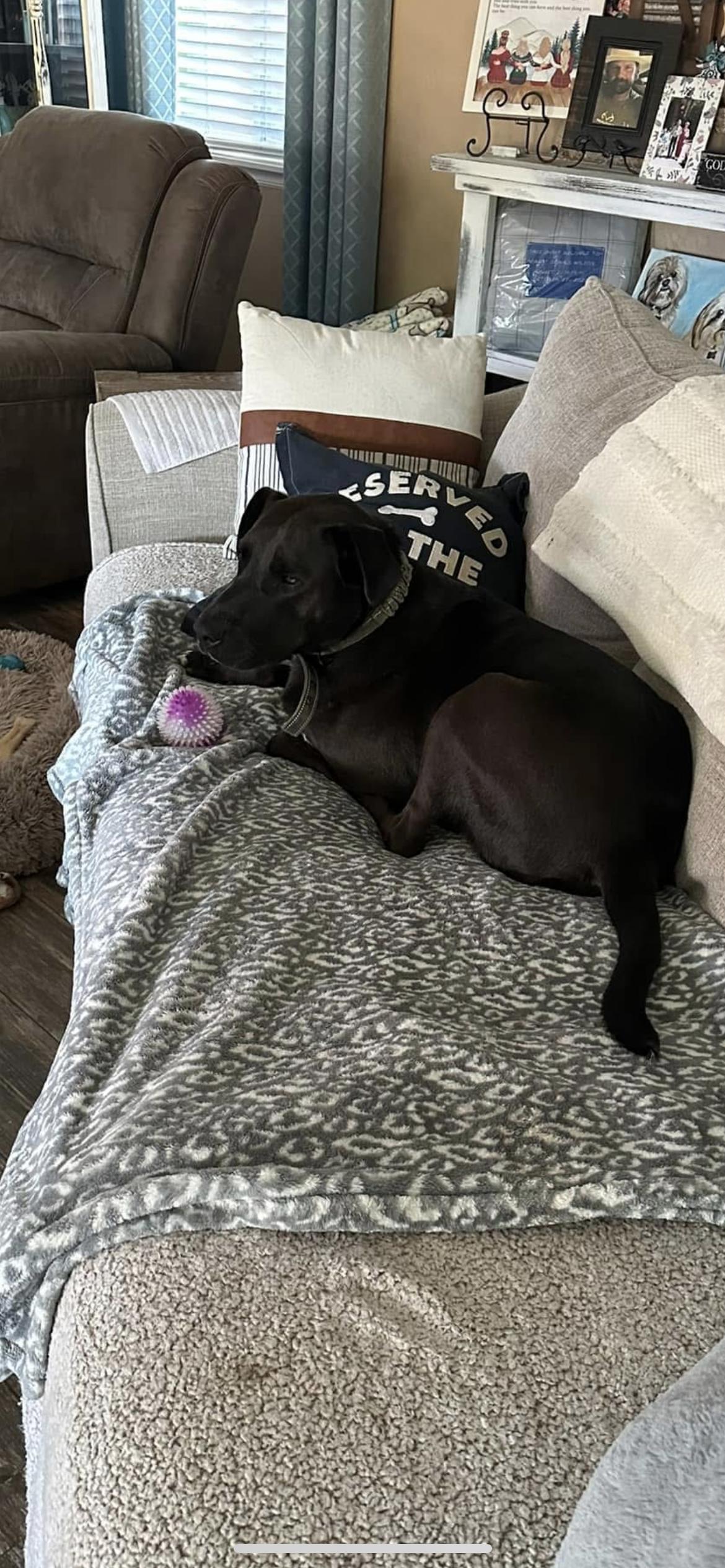 Dog for adoption - David, a Labrador Retriever & Black Labrador ...