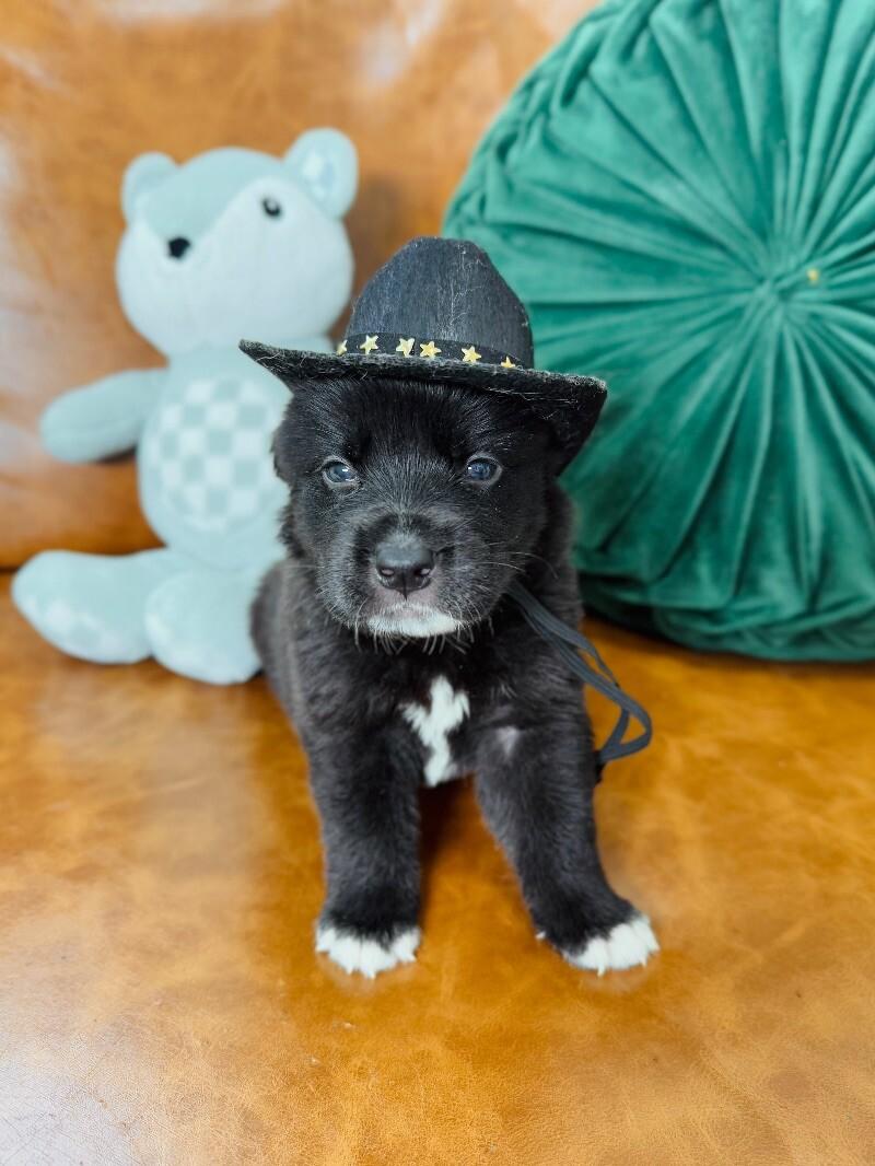 Dog for adoption - Omlette Breakfast Bunch, a German Shepherd Dog ...